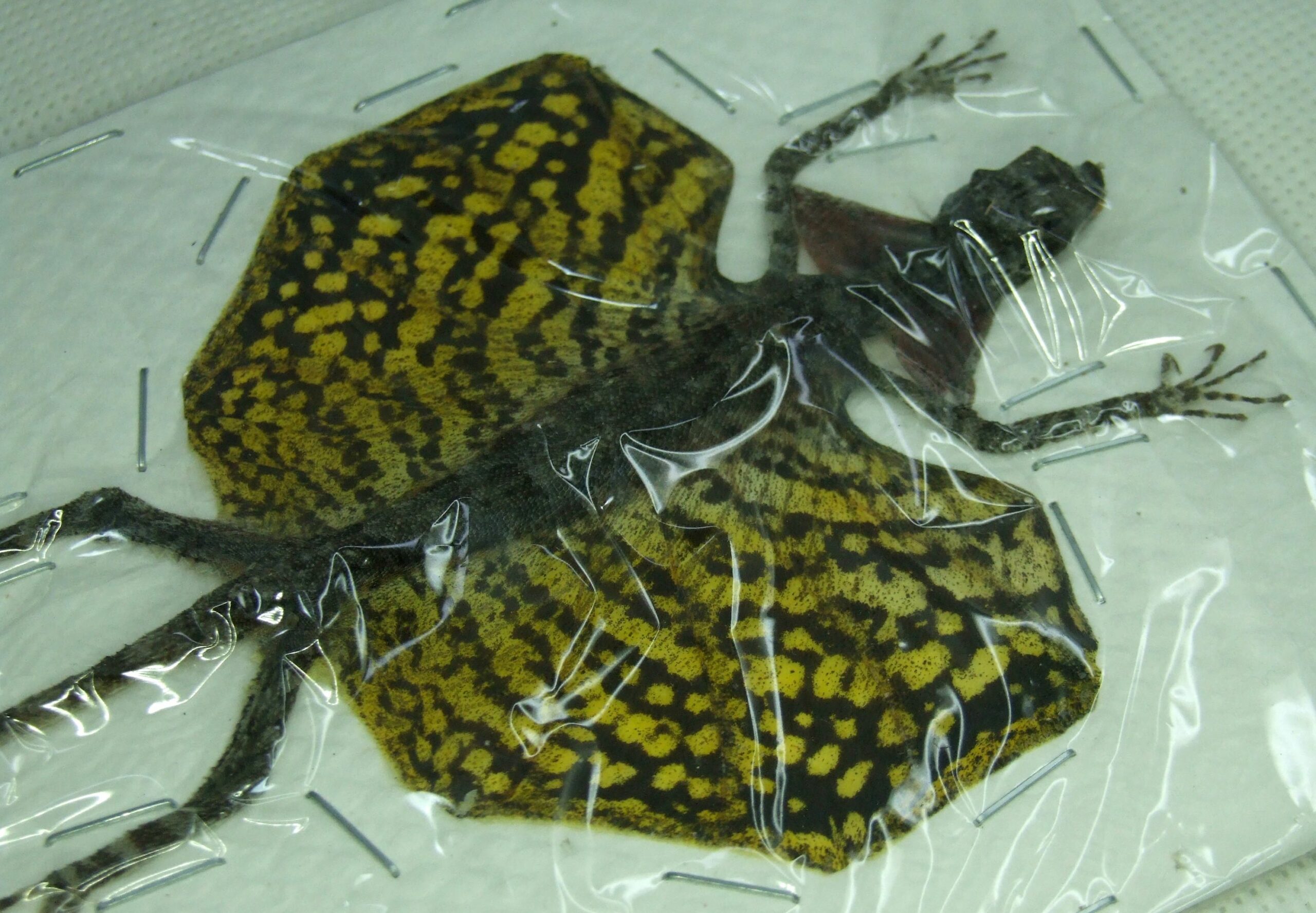 Flying Lizard Draco haematopogon JAVA - World of Butterflies and Moths