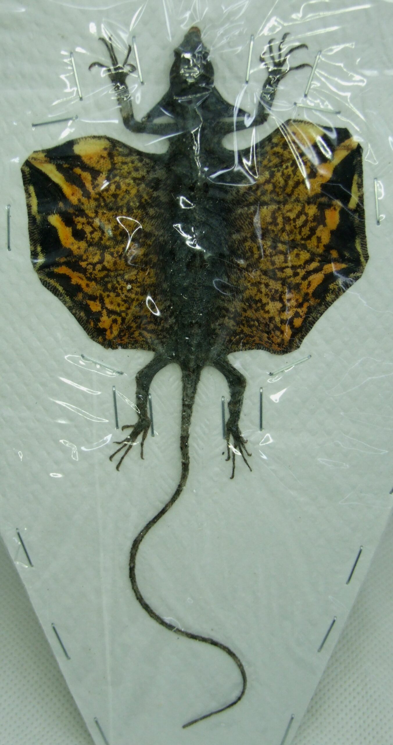 Flying Lizard Draco haematopogon JAVA - World of Butterflies and Moths
