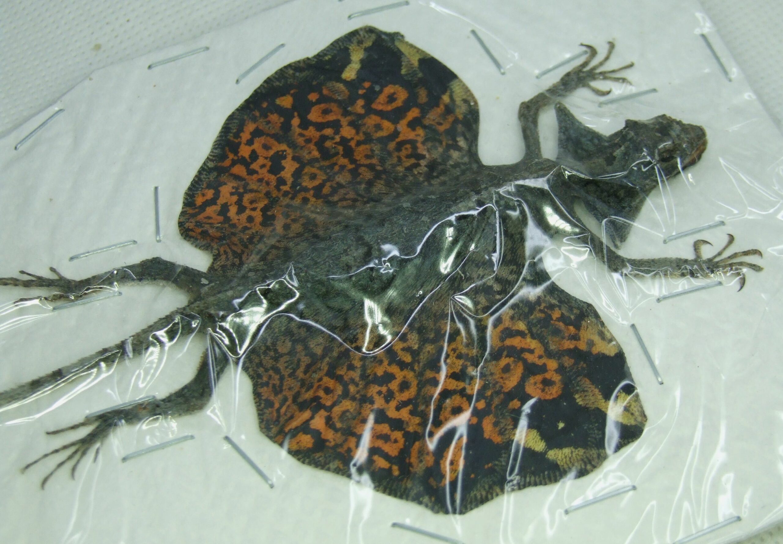 Flying Lizard Draco haematopogon JAVA - World of Butterflies and Moths