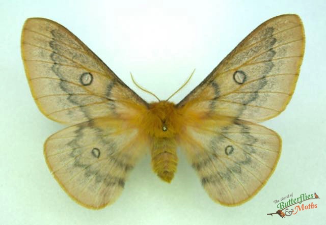 Perisomena caecigena Autumn Emperor moth BULGARIA - World of ...