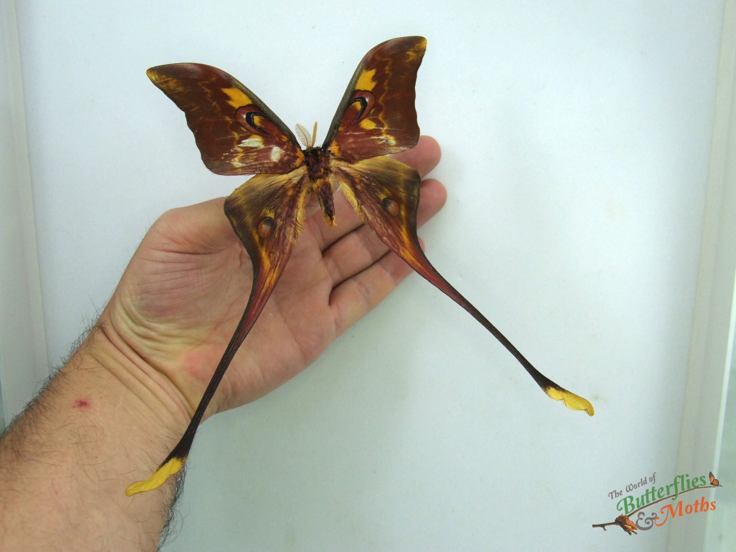 Actias isis SULAWESI MOON MOTH - World of Butterflies and Moths