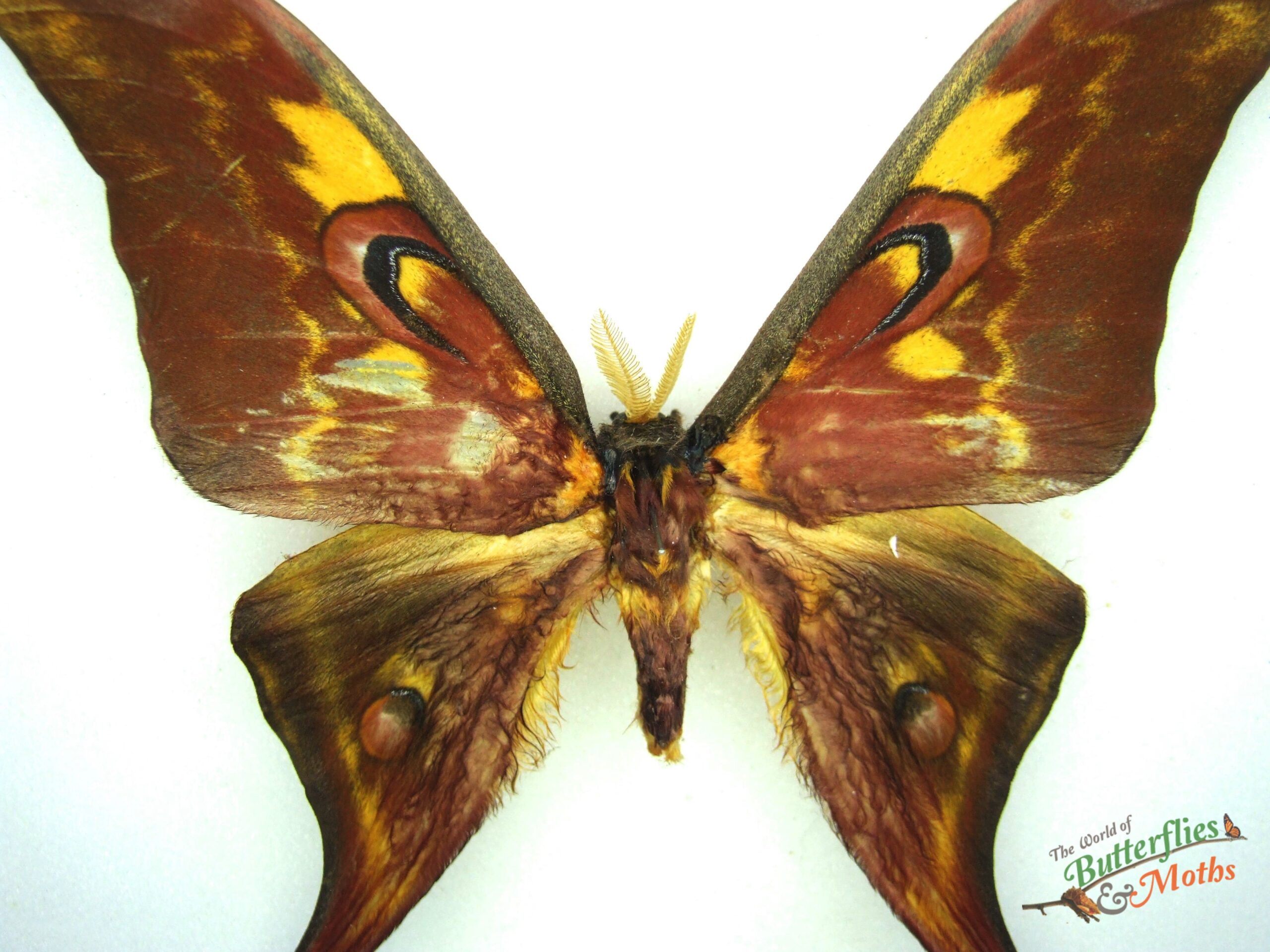Actias isis SULAWESI MOON MOTH - World of Butterflies and Moths