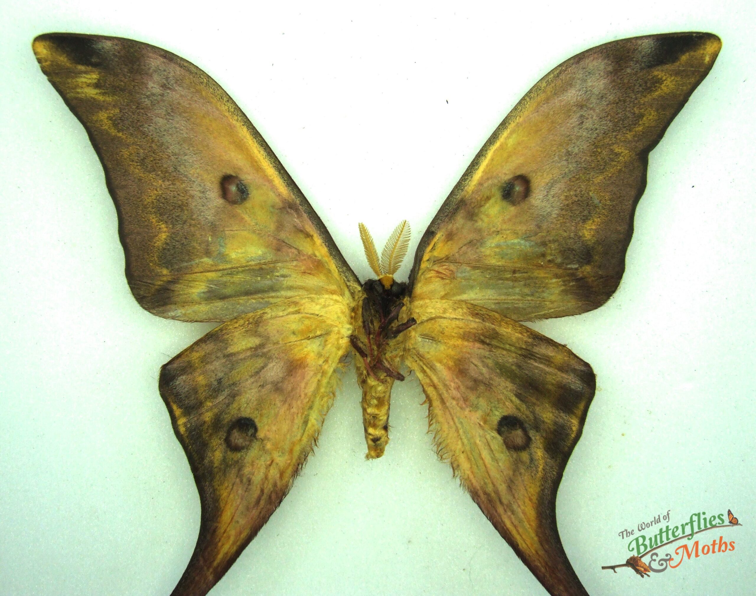 Actias isis SULAWESI MOON MOTH - World of Butterflies and Moths