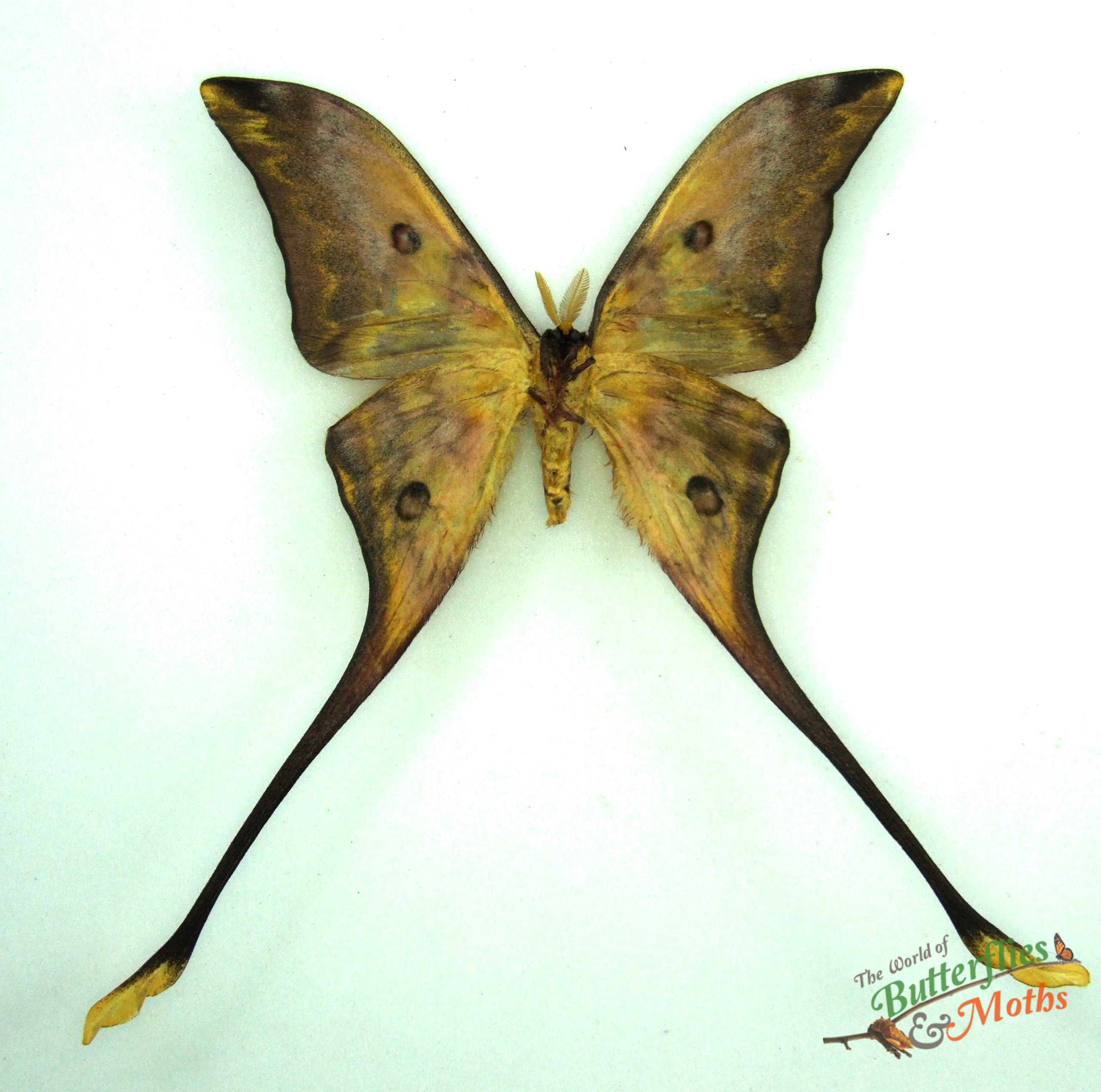 Actias isis SULAWESI MOON MOTH - World of Butterflies and Moths