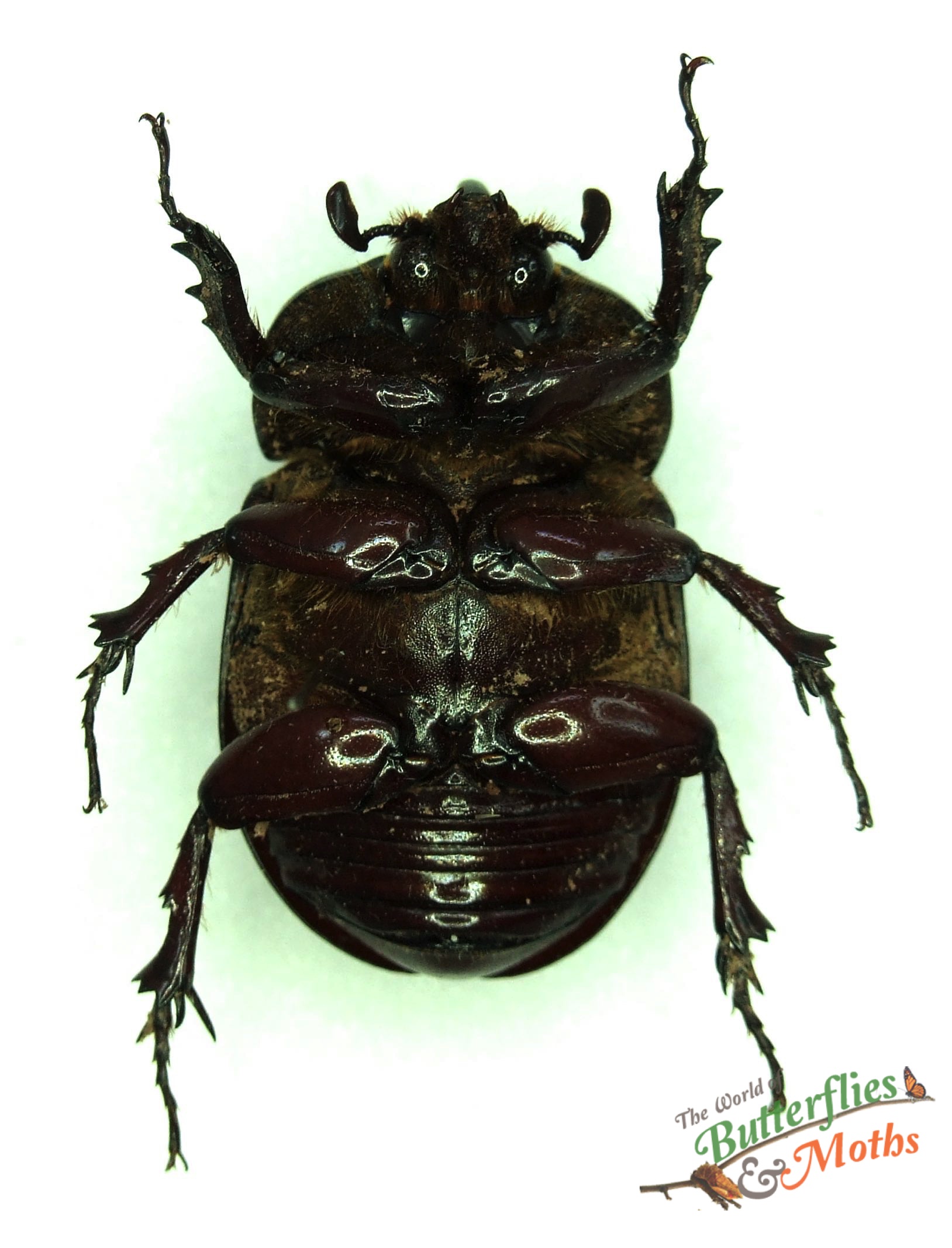 Blabephorus pinguis THAILAND - World of Butterflies and Moths