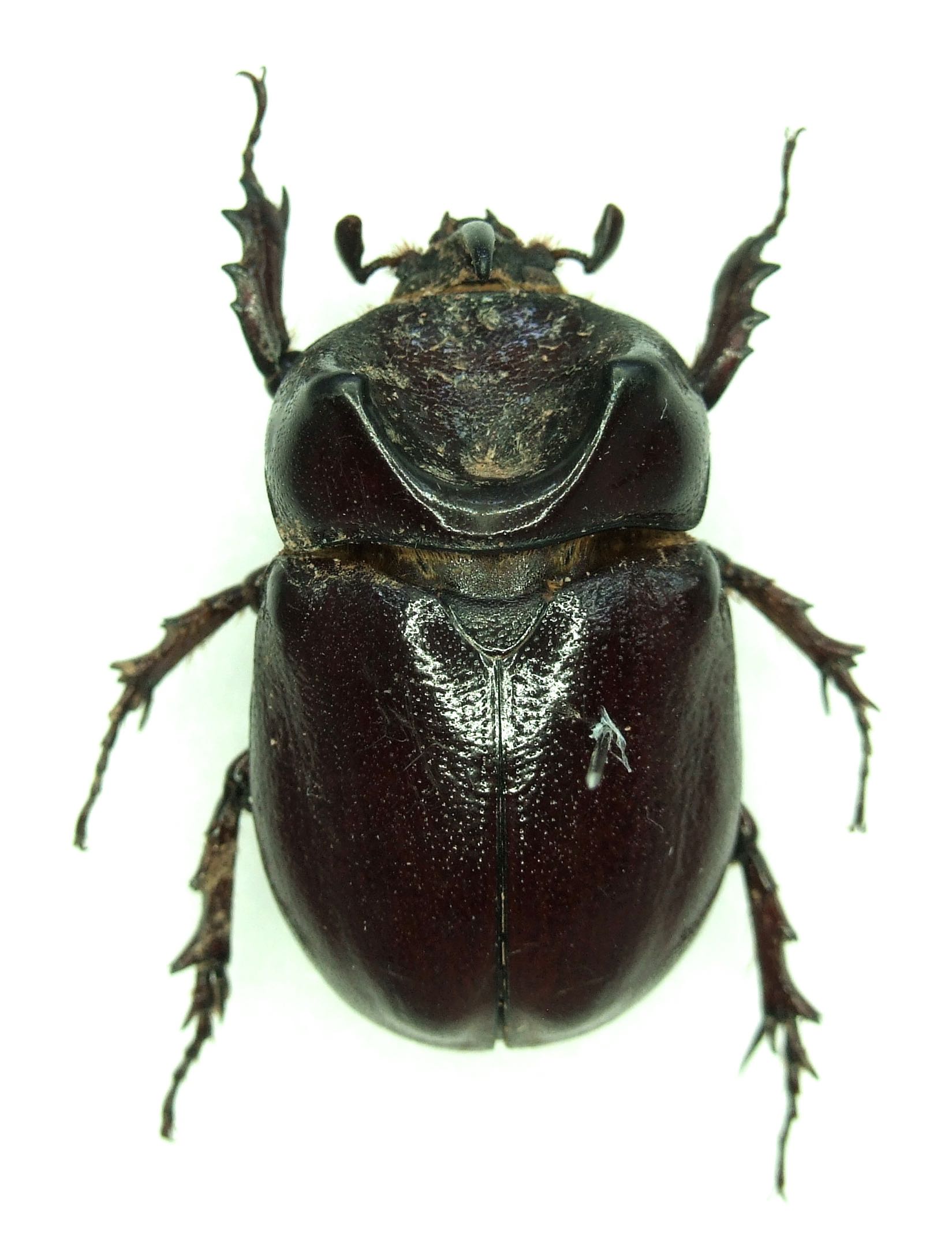 Blabephorus pinguis THAILAND - World of Butterflies and Moths