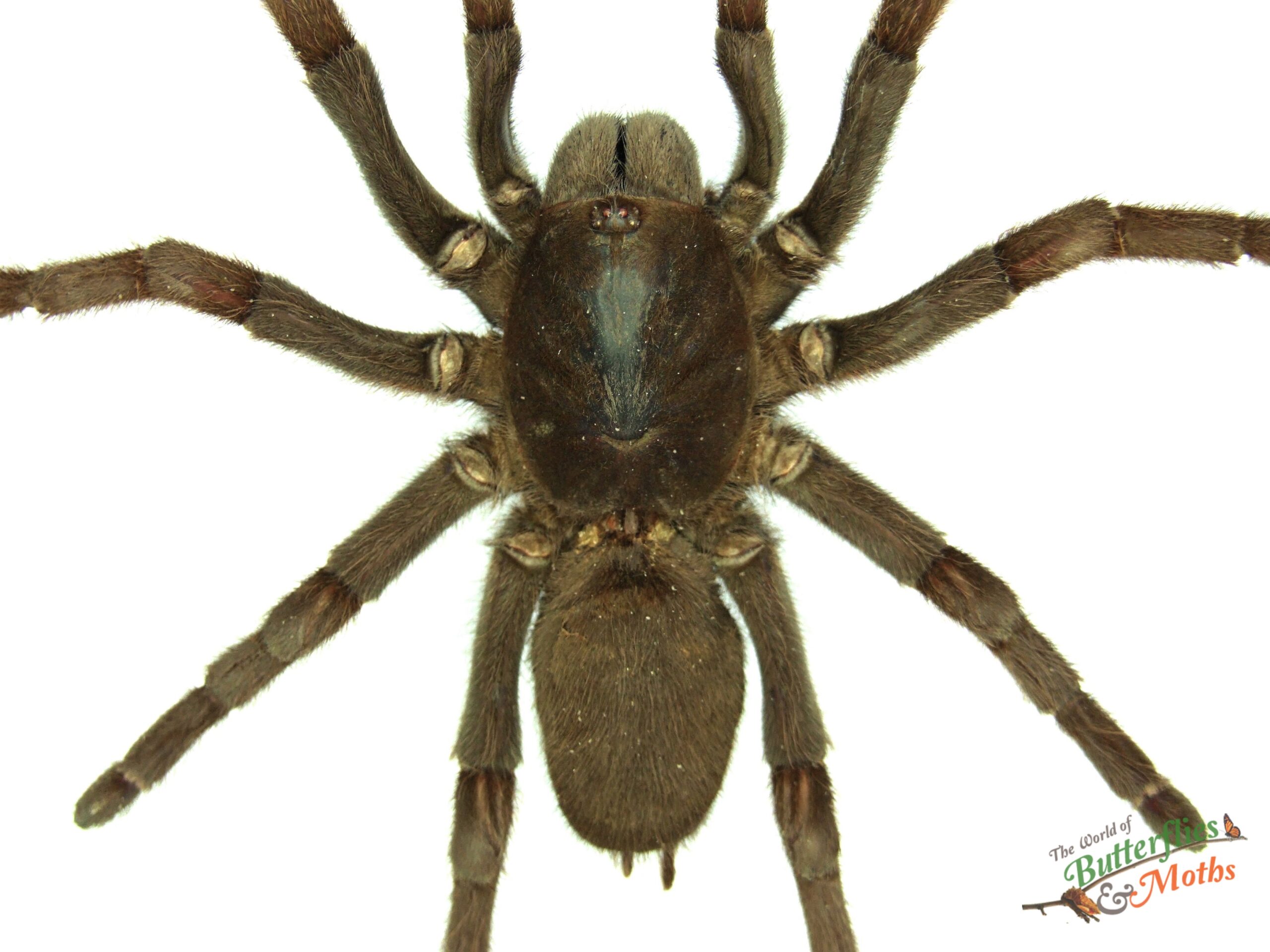 Spider Selenocosmia species Bird-Eating Tarantula (brown) JAVA - World ...