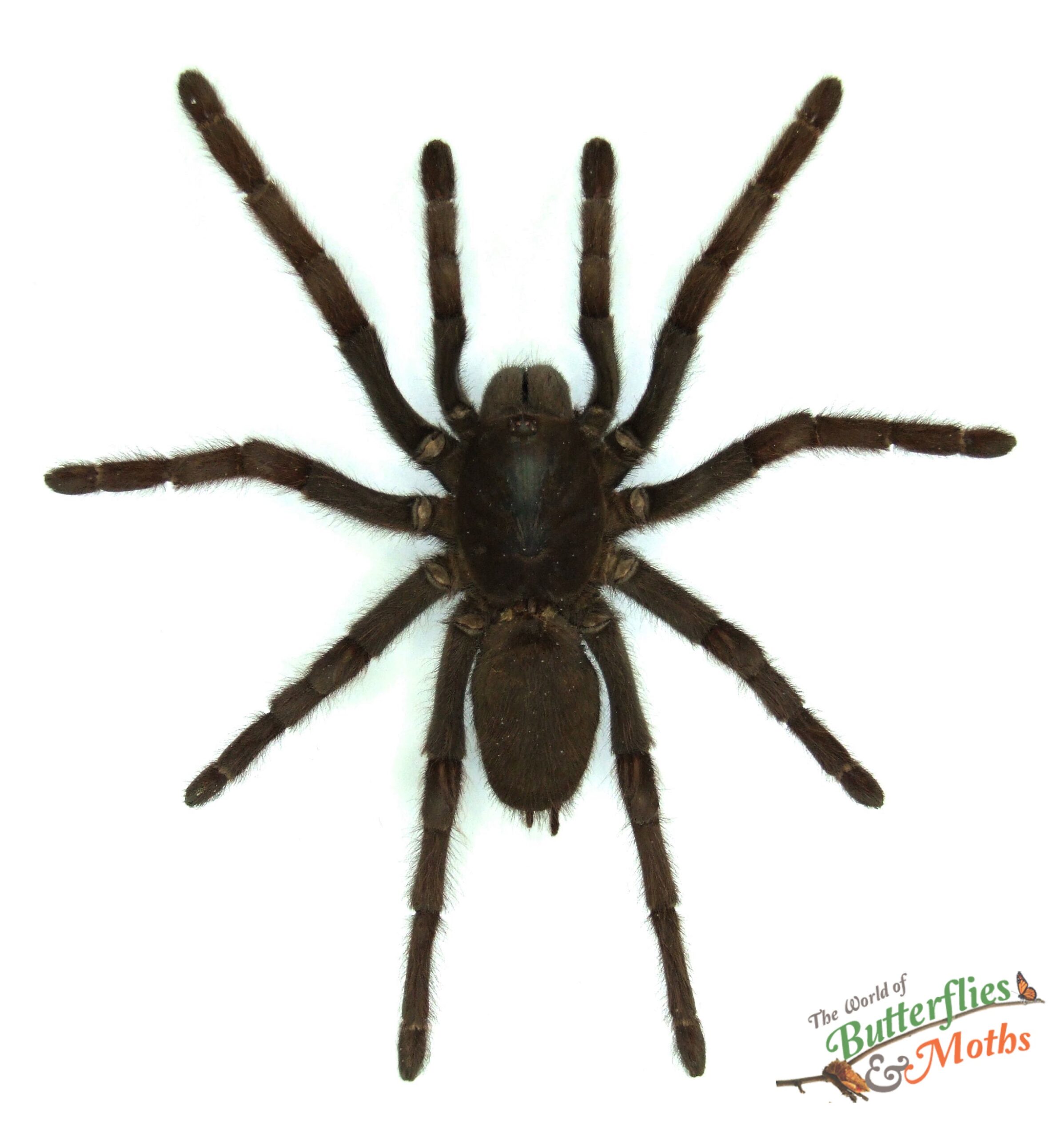 Spider Selenocosmia species Bird-Eating Tarantula (brown) JAVA - World ...