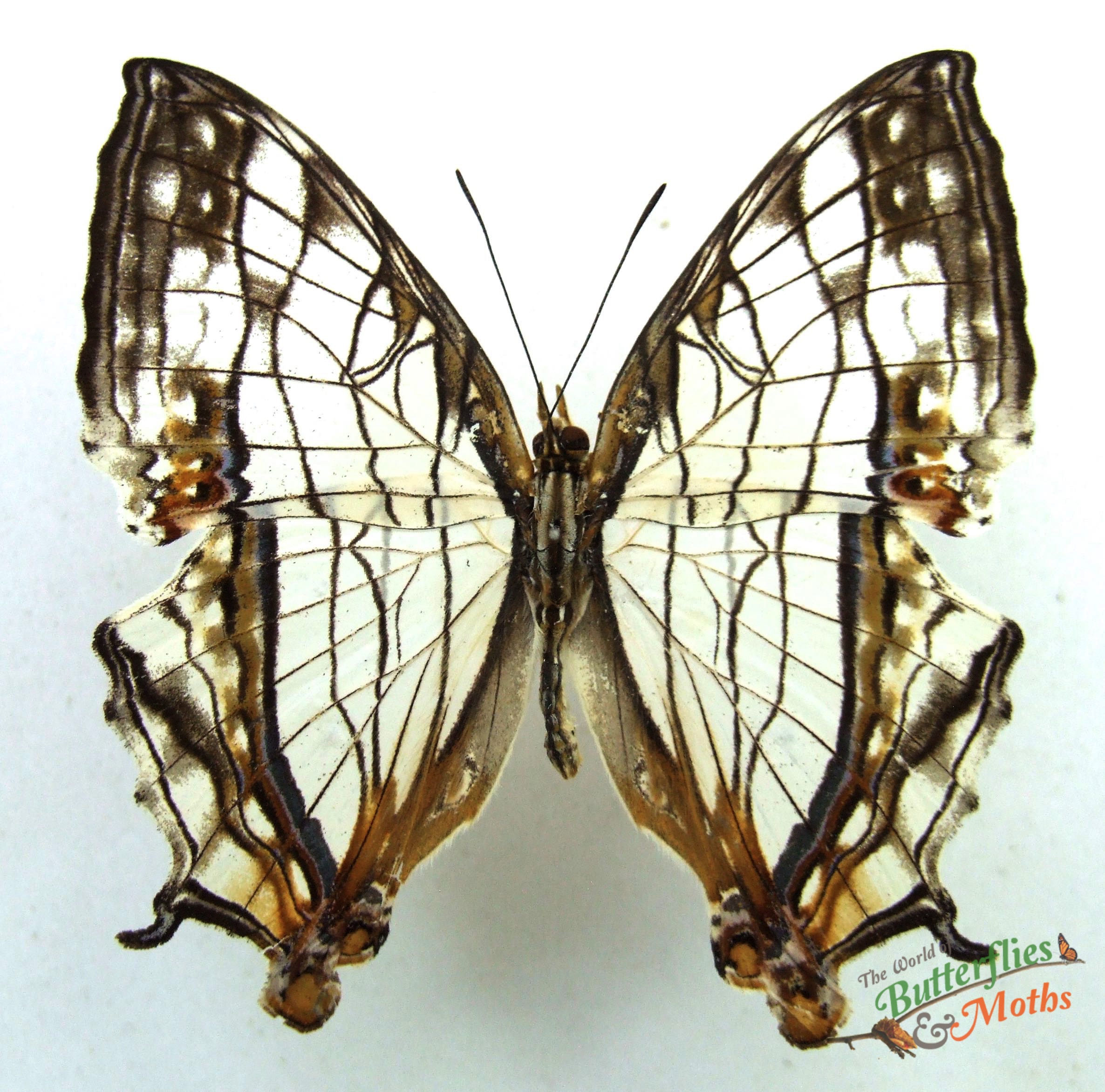 Cyrestis thyodamas Map Butterfly CHINA - World of Butterflies and Moths