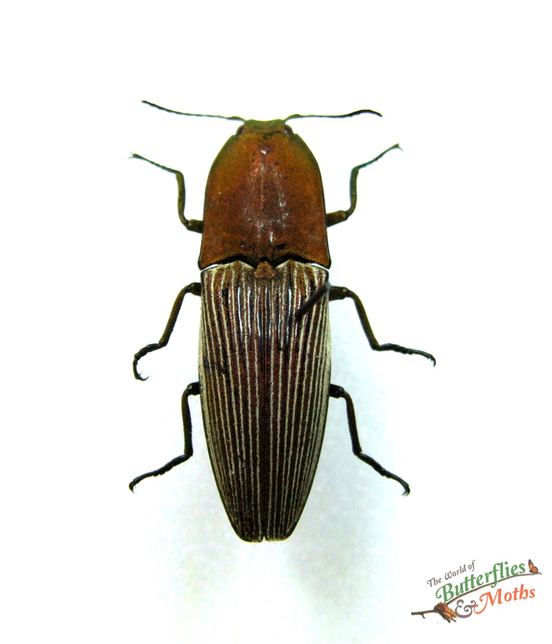 Chalcolepidius porcatus PERU - World of Butterflies and Moths