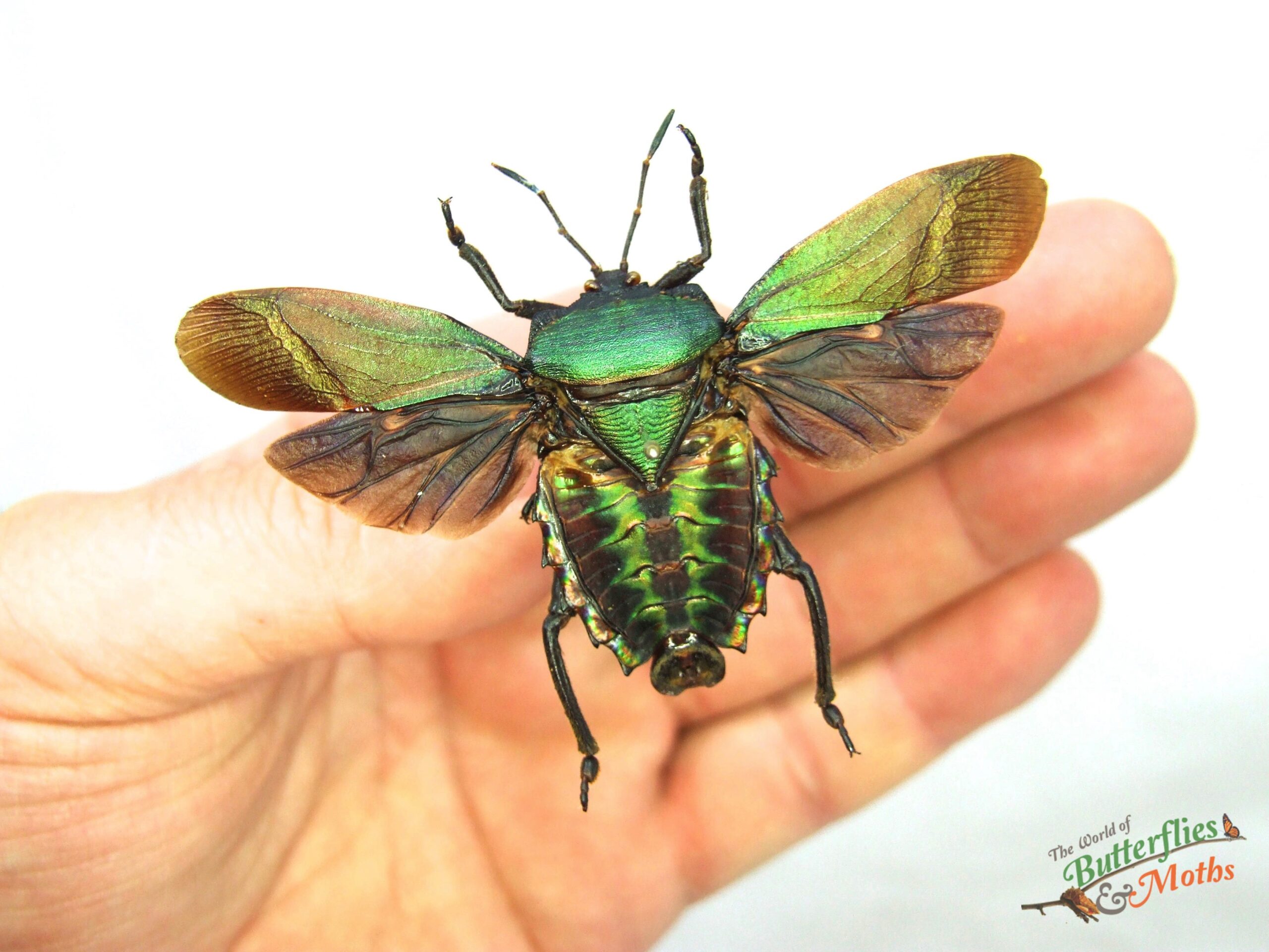 Emerald Stink Bug Hemiptera (spread wings) Java - World of Butterflies ...