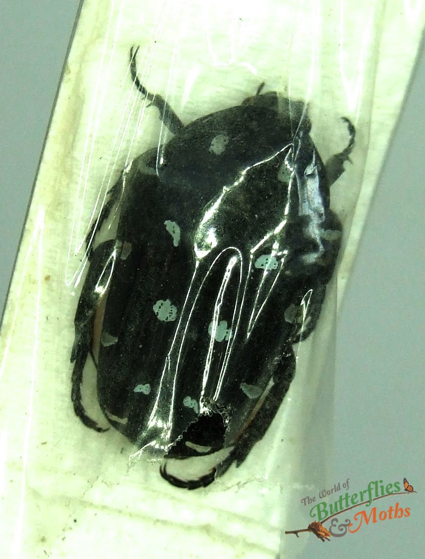 Euglypta coeruleosignata Philippines - World of Butterflies and Moths