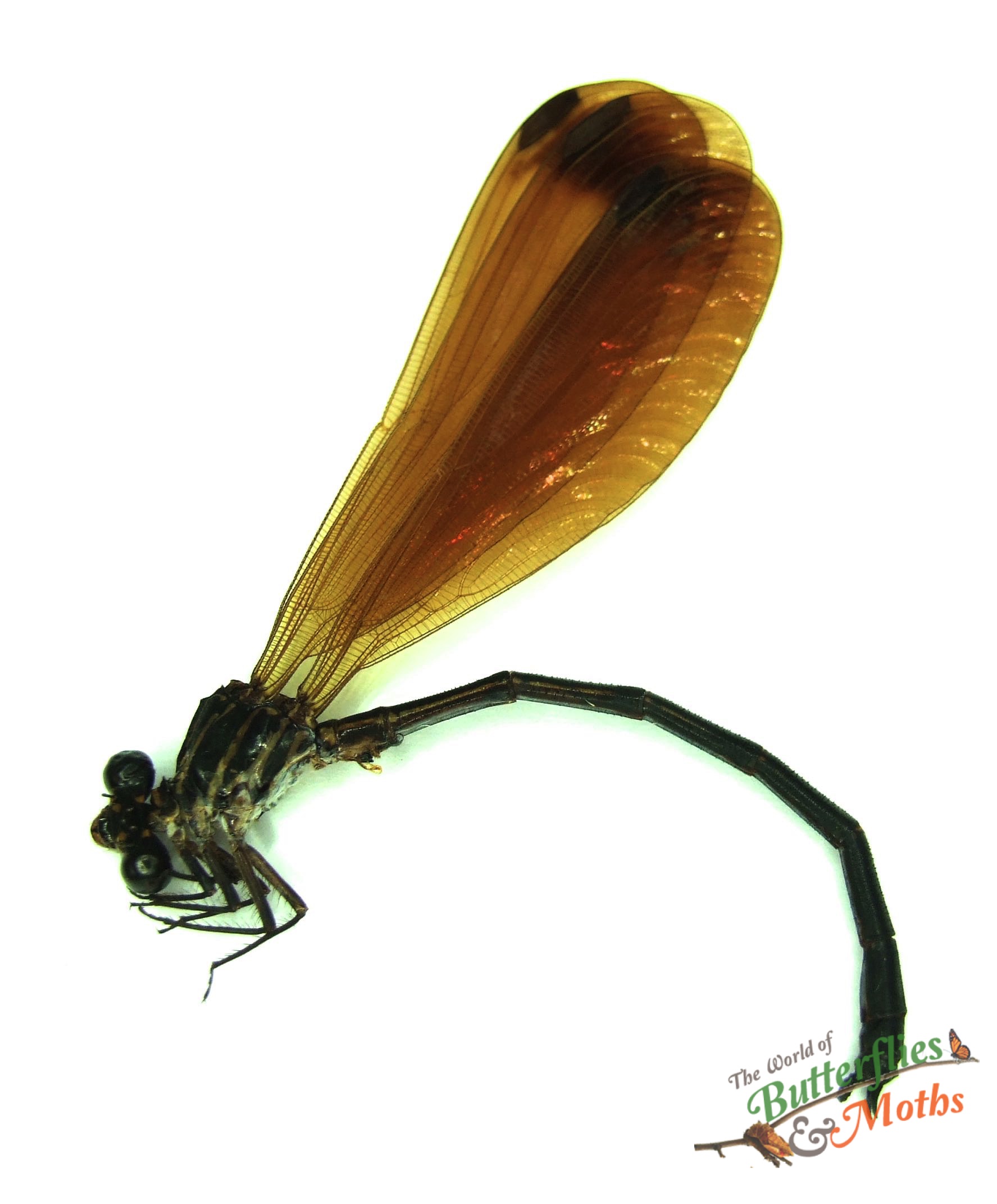 Euphaea ochracea Darkie Damselfly Thailand - World of Butterflies and Moths