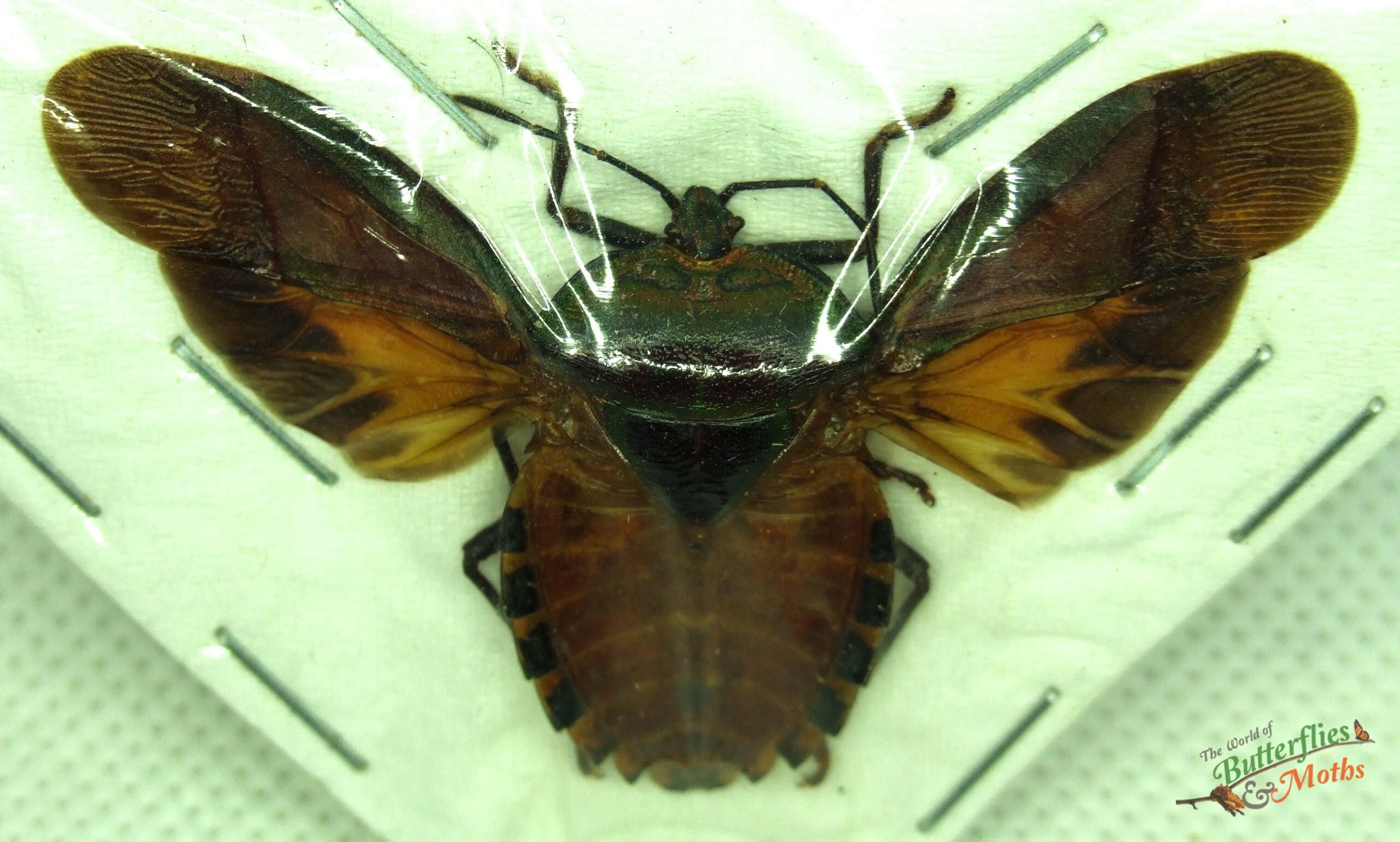 Golden Stink Bug Hemiptera (spread wings) Java - World of Butterflies ...