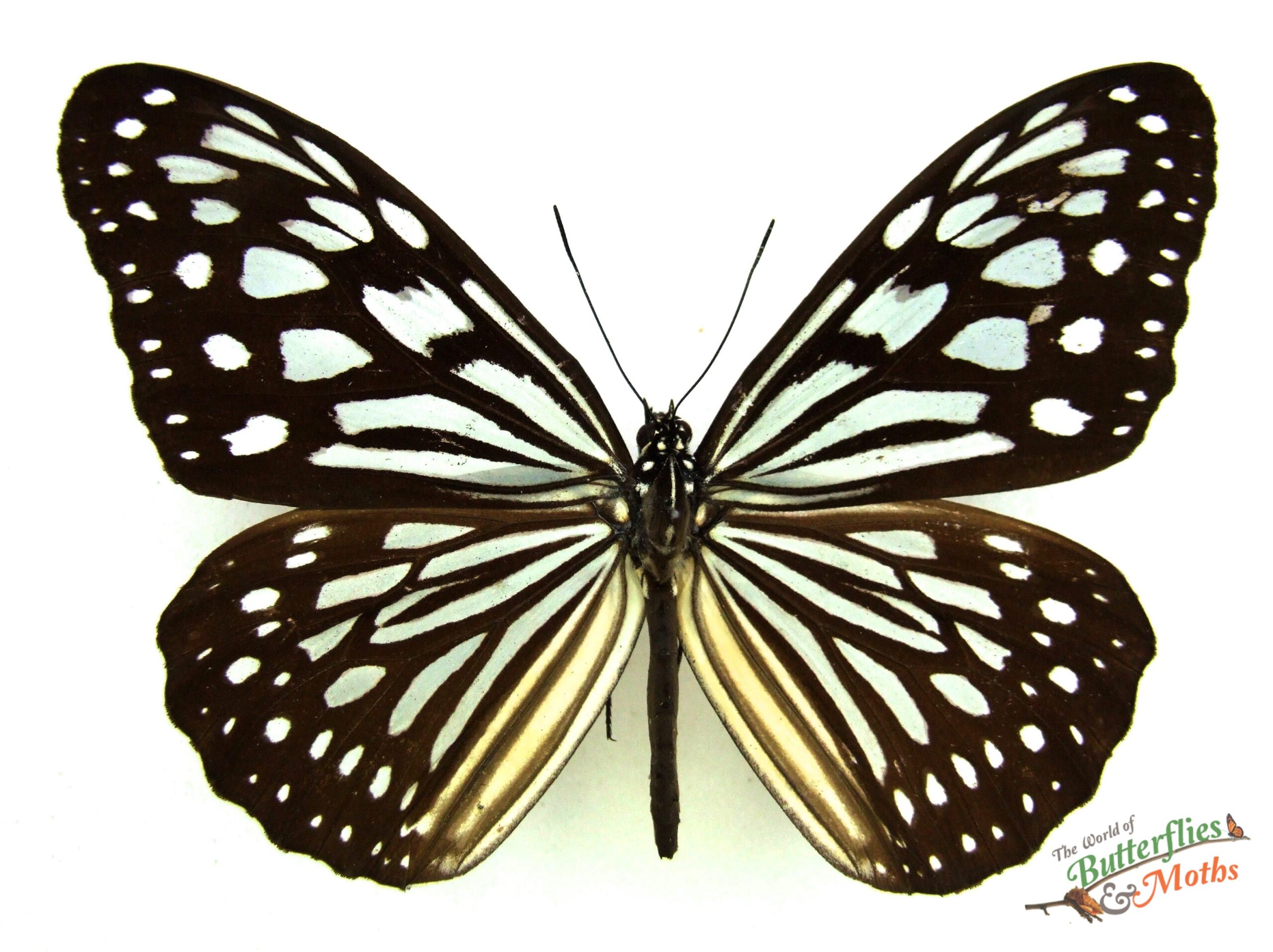 Ideopsis vulgaris Blue Glassy Tiger SULAWESI - World of Butterflies and ...