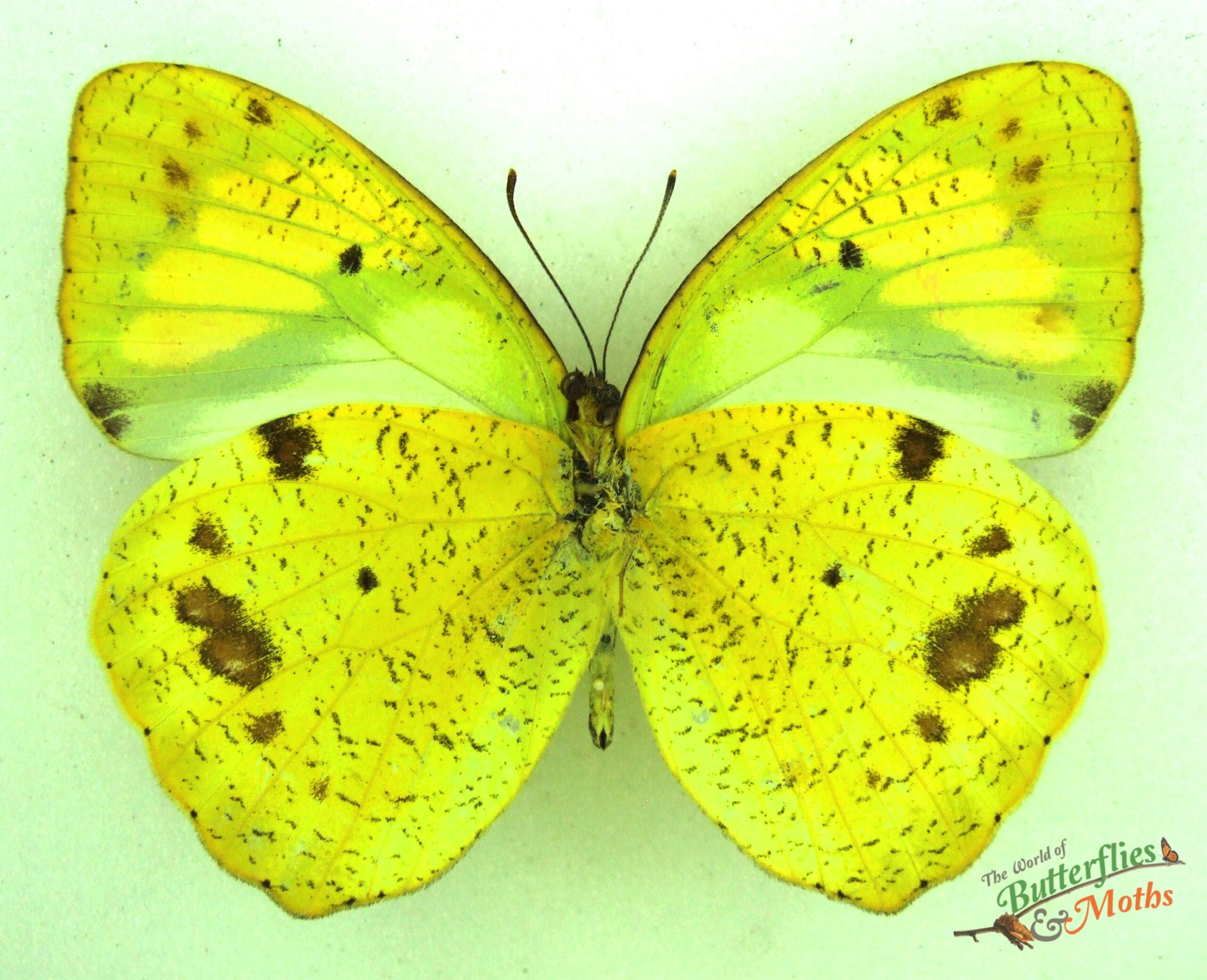 Wholesale Ixias pyrene Yellow Orange Tip CHINA - World of Butterflies ...