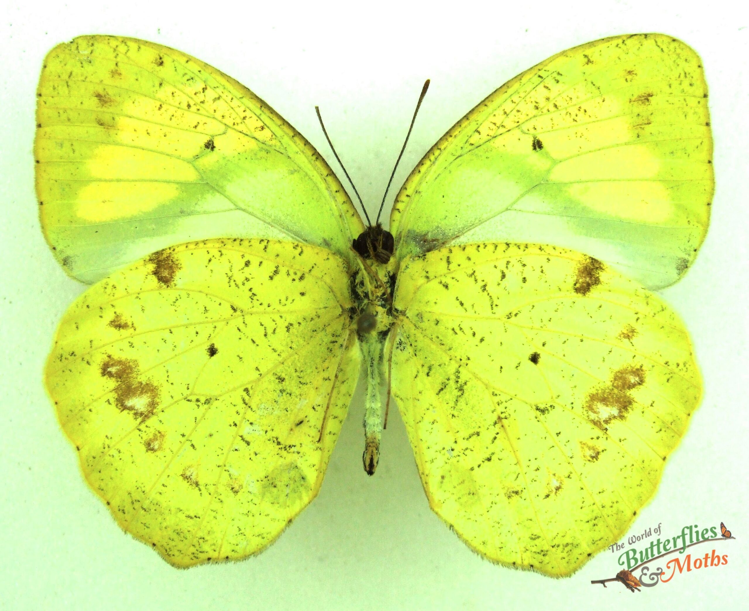Wholesale Ixias pyrene Yellow Orange Tip CHINA - World of Butterflies ...
