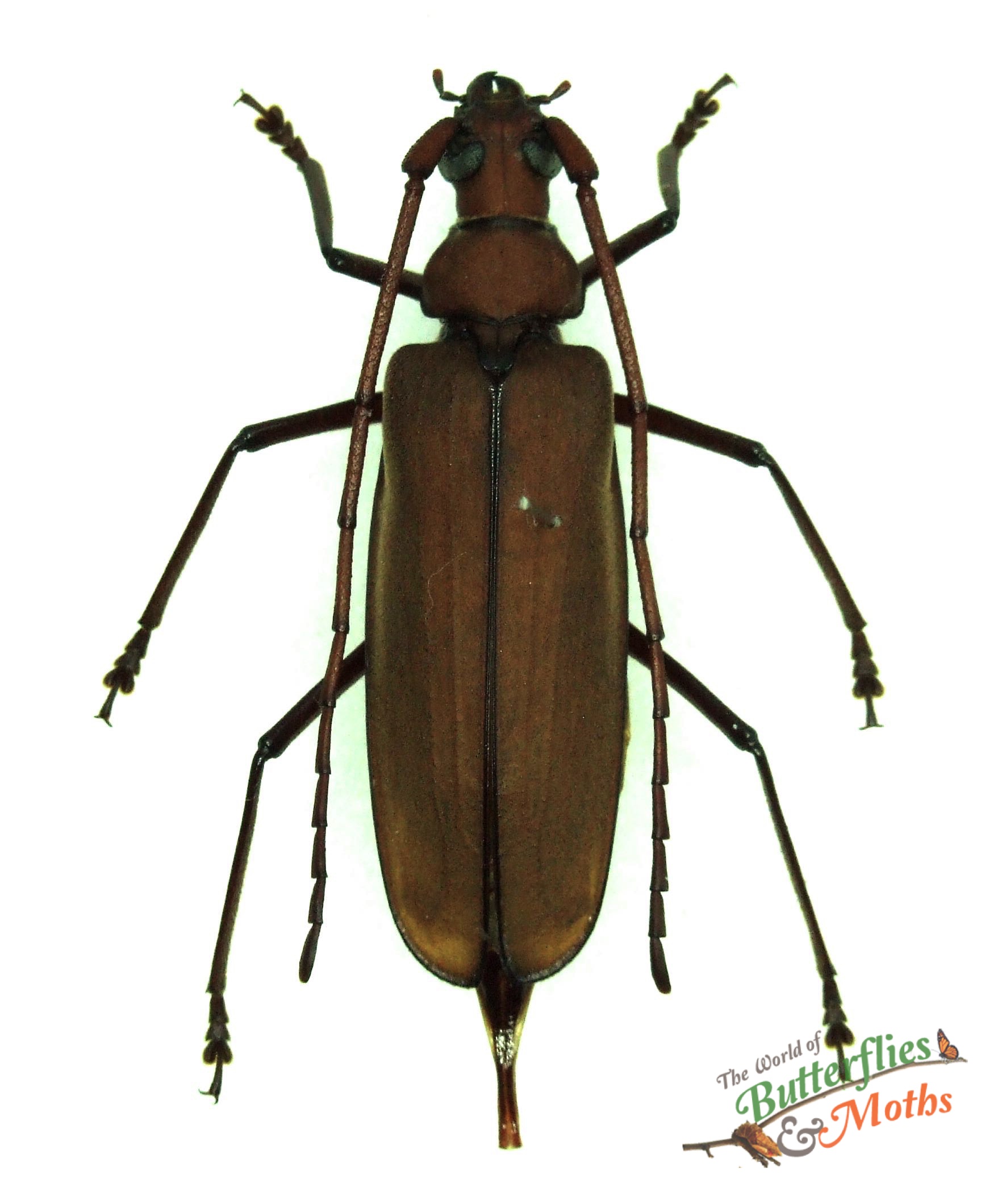 Megopis marginalis THAILAND (Pair) - World of Butterflies and Moths