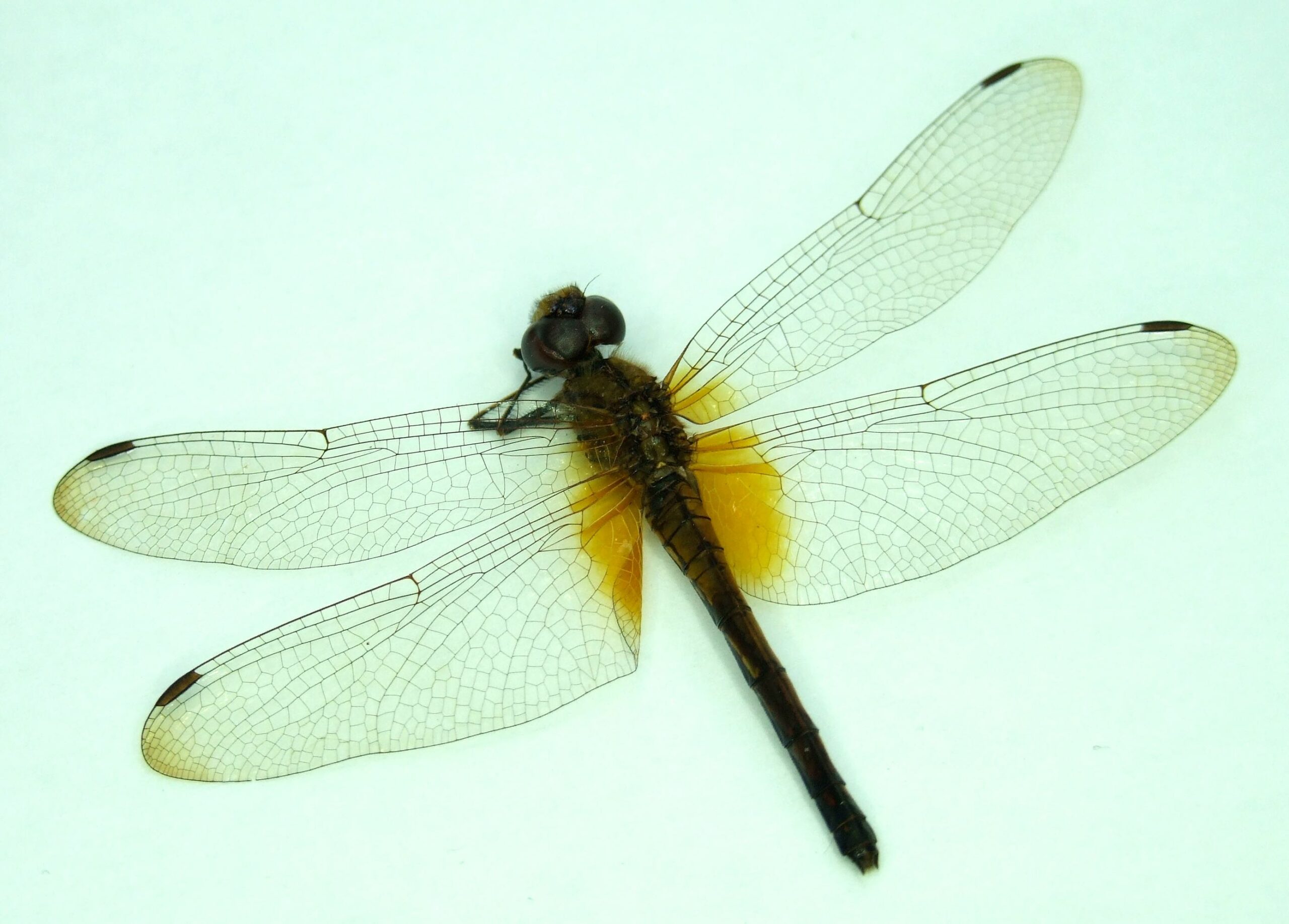Neurothemis intermedia Ruddy Skimmer Dragonfly Thailand - World of ...