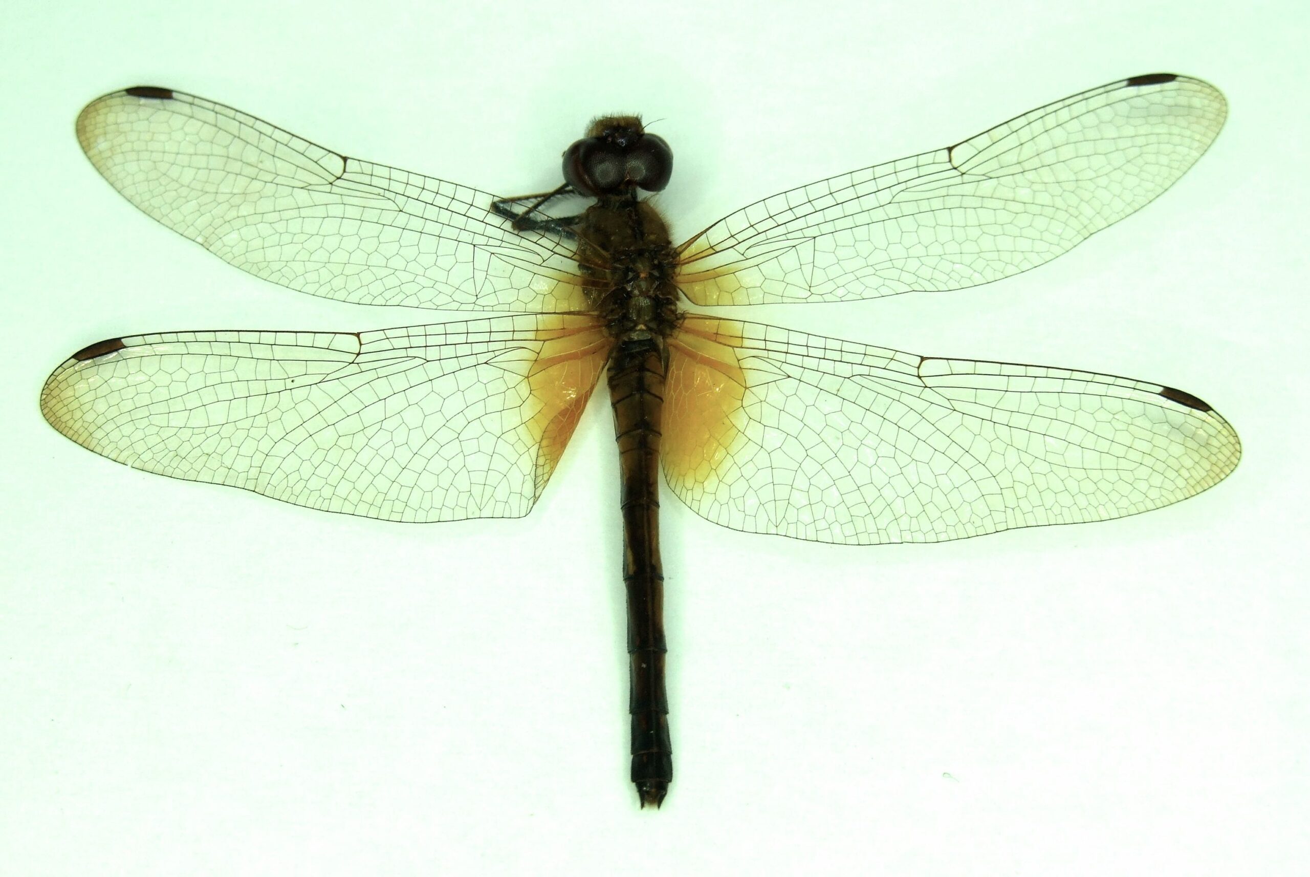 Neurothemis intermedia Ruddy Skimmer Dragonfly Thailand - World of ...