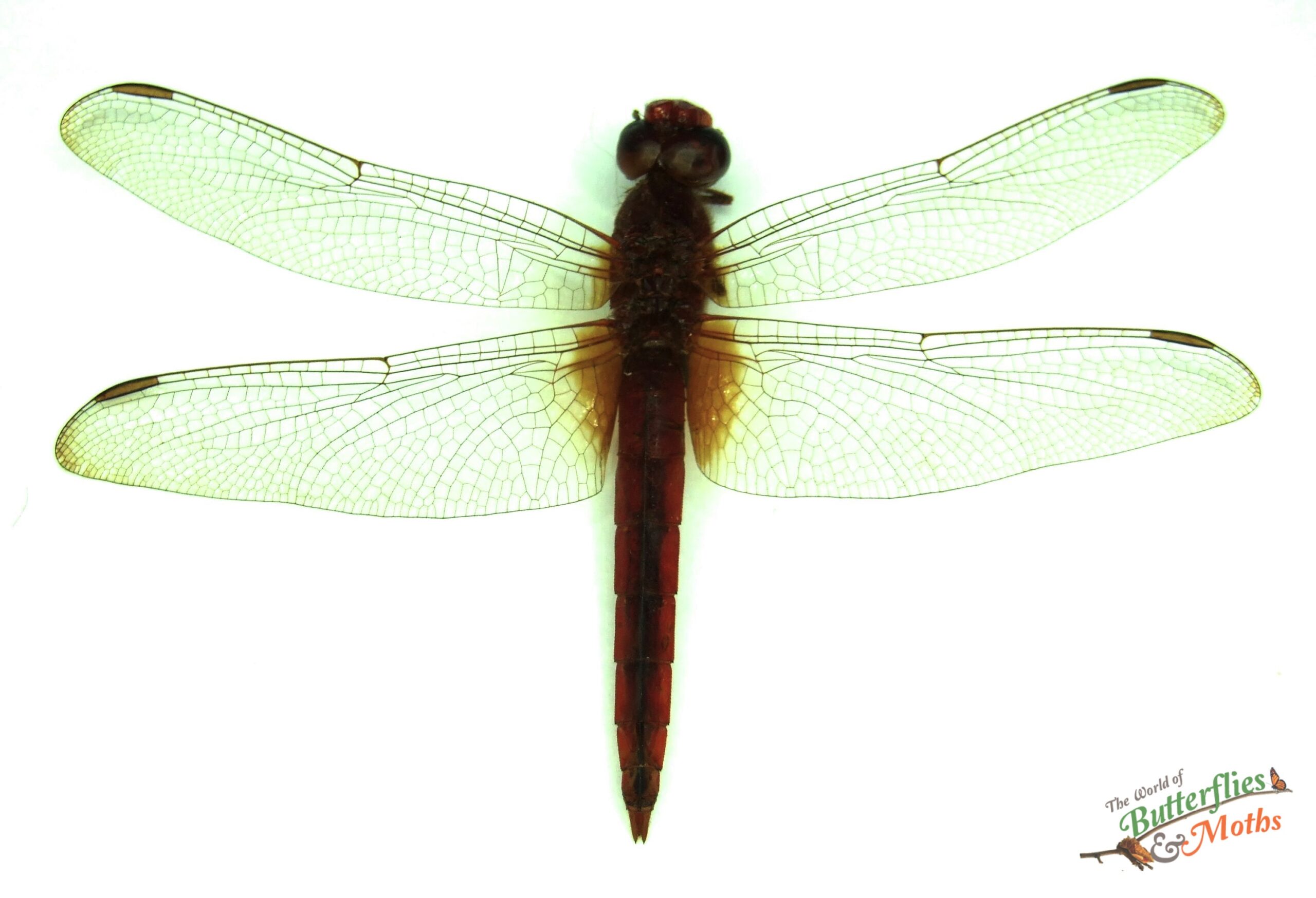 Orthetrum testaceum Crimson Dropwing Dragonfly Thailand - World of ...