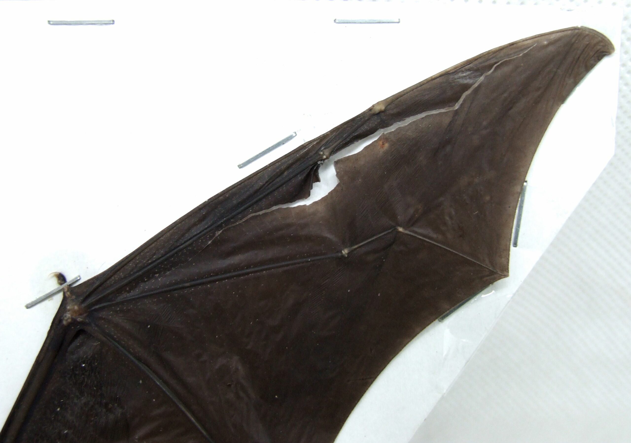 Pipistrellus javanicus Bat with spread wings 25-28cm JAVA - World of ...