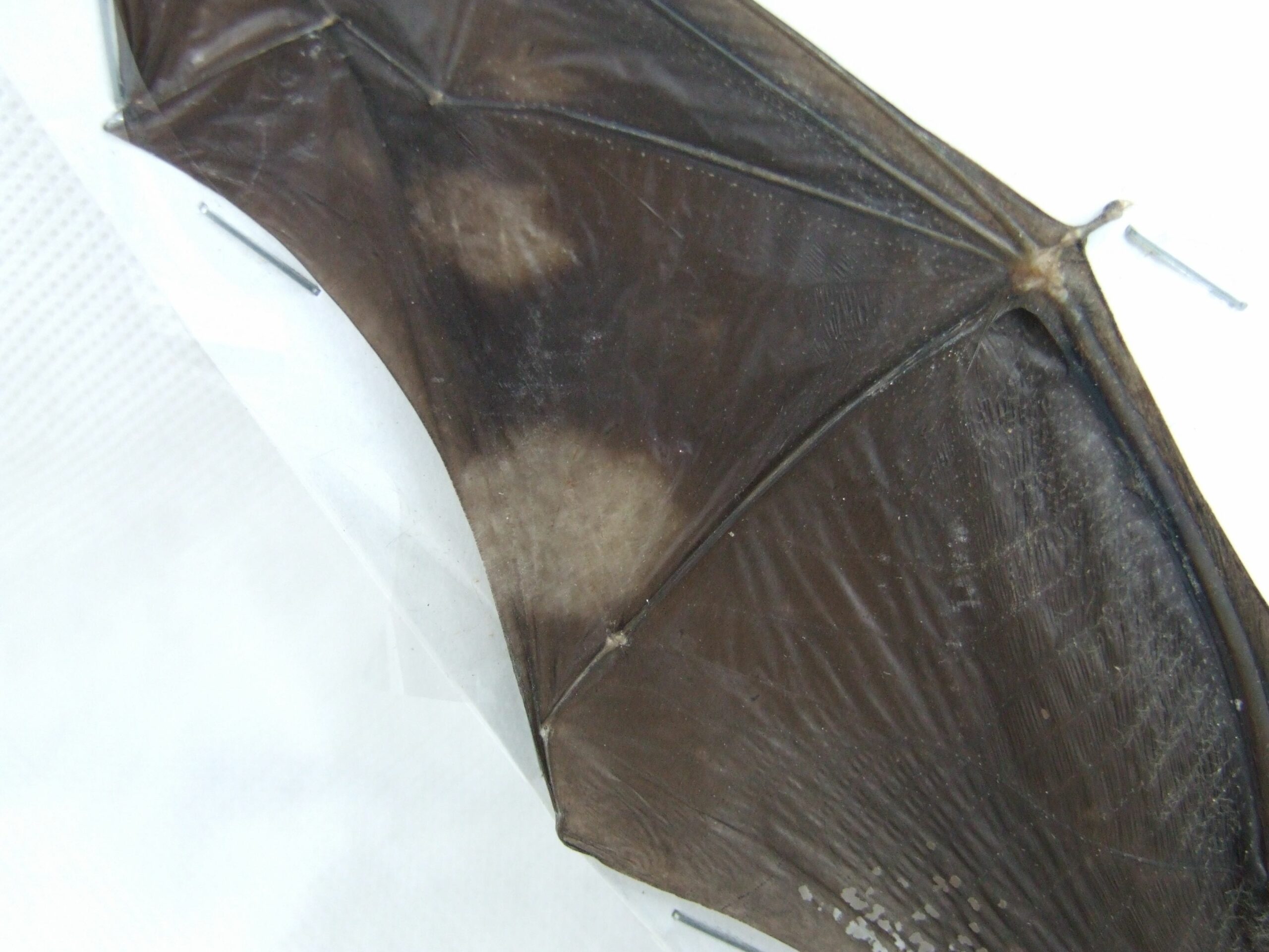 Pipistrellus javanicus Bat with spread wings 25-28cm JAVA - World of ...