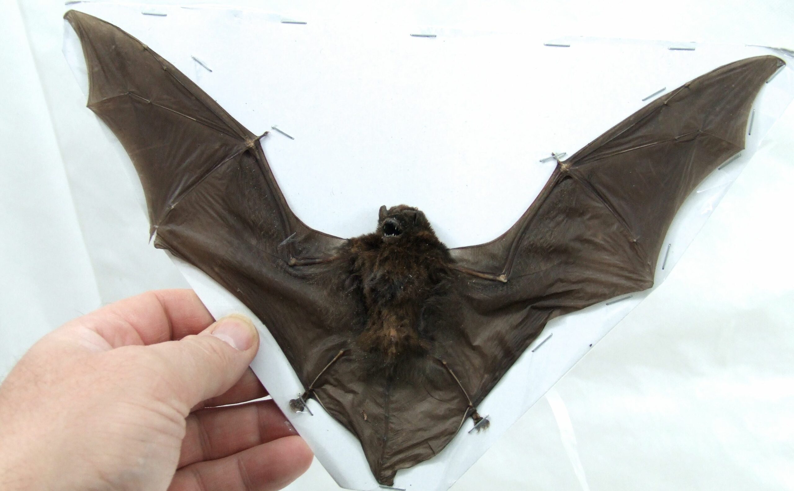 Pipistrellus javanicus Bat with spread wings 25-28cm JAVA - World of ...