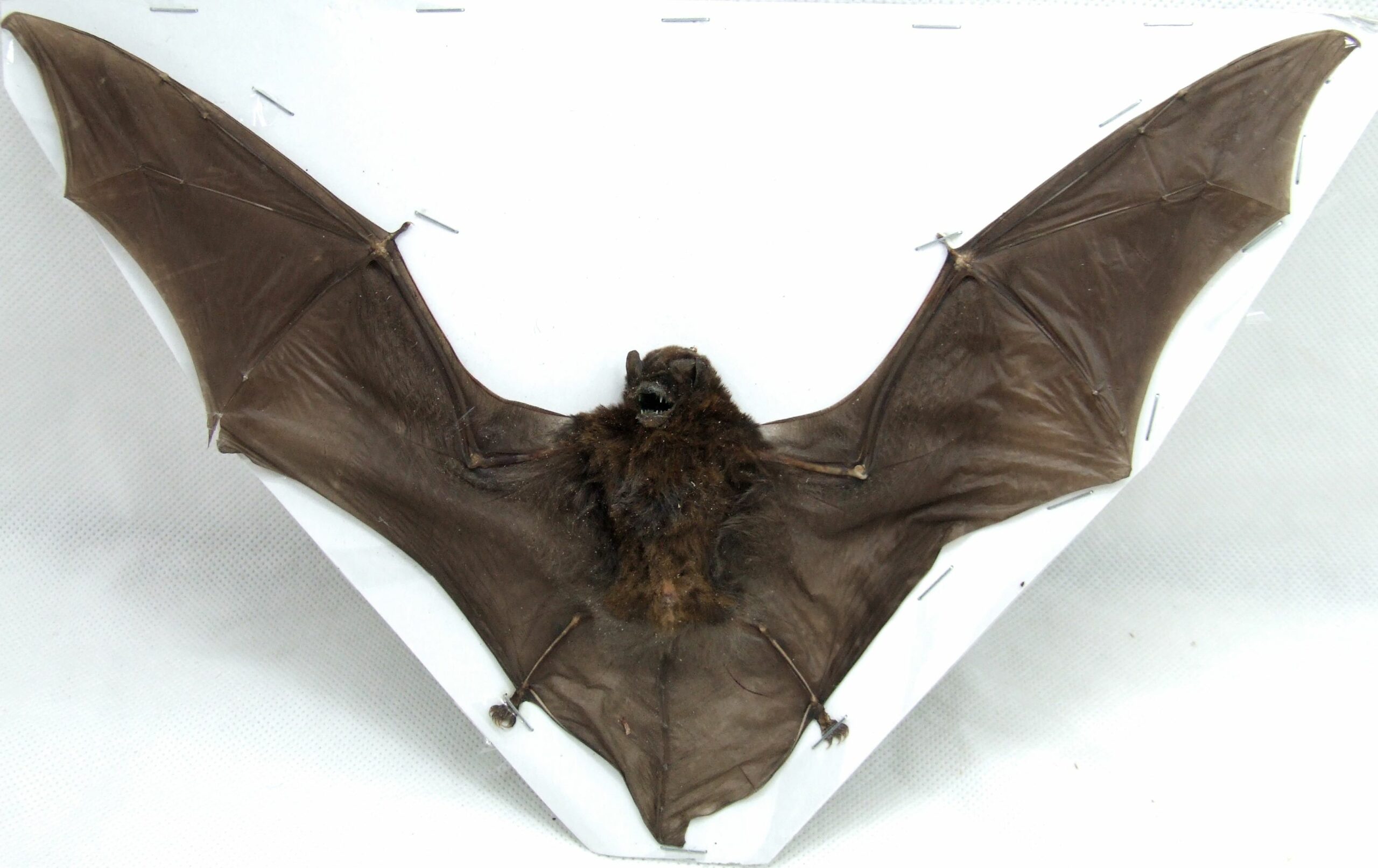 Pipistrellus javanicus Bat with spread wings 25-28cm JAVA - World of ...