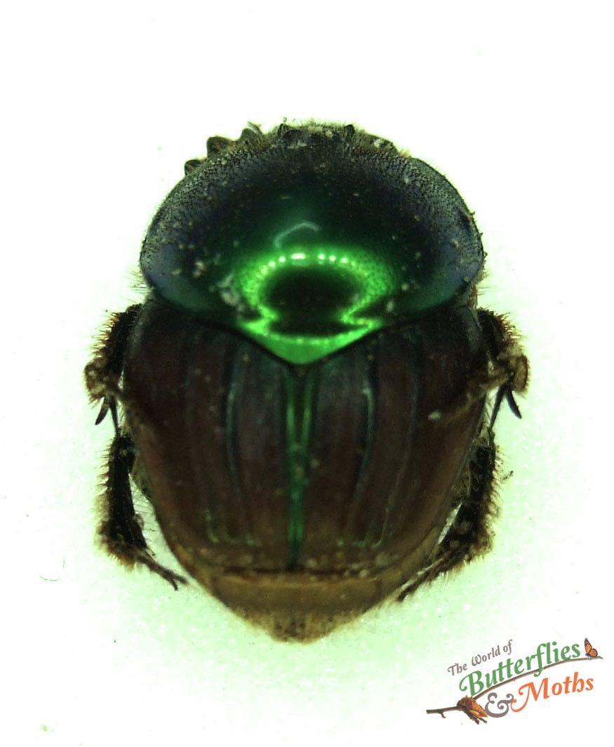 Proagoderus tersidorsis Dung Beetle ZAMBIA (FM) - World of Butterflies ...