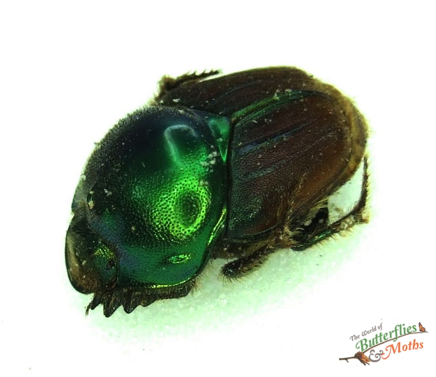Proagoderus tersidorsis Dung Beetle ZAMBIA (FM) - World of Butterflies ...