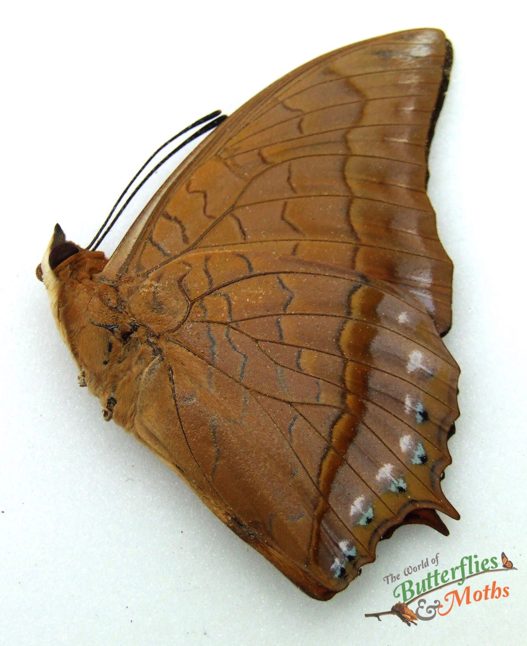 Charaxes affinis SULAWESI - World of Butterflies and Moths