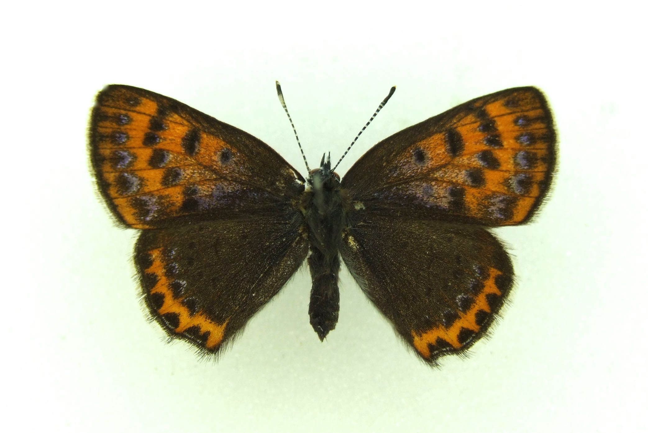 Lycaena helle VIOLET COPPER - World of Butterflies and Moths