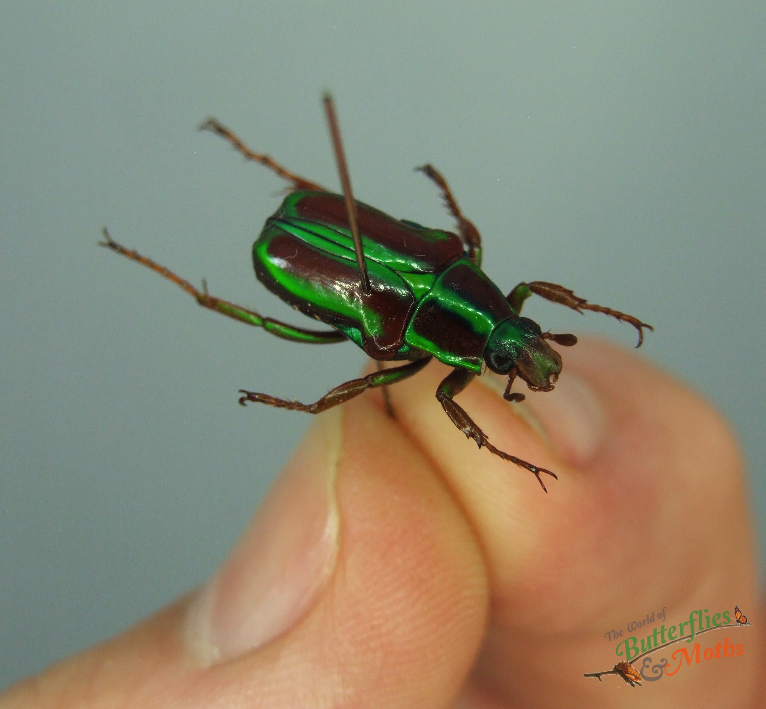 Pygora lenoncina MADAGASCAR - World of Butterflies and Moths