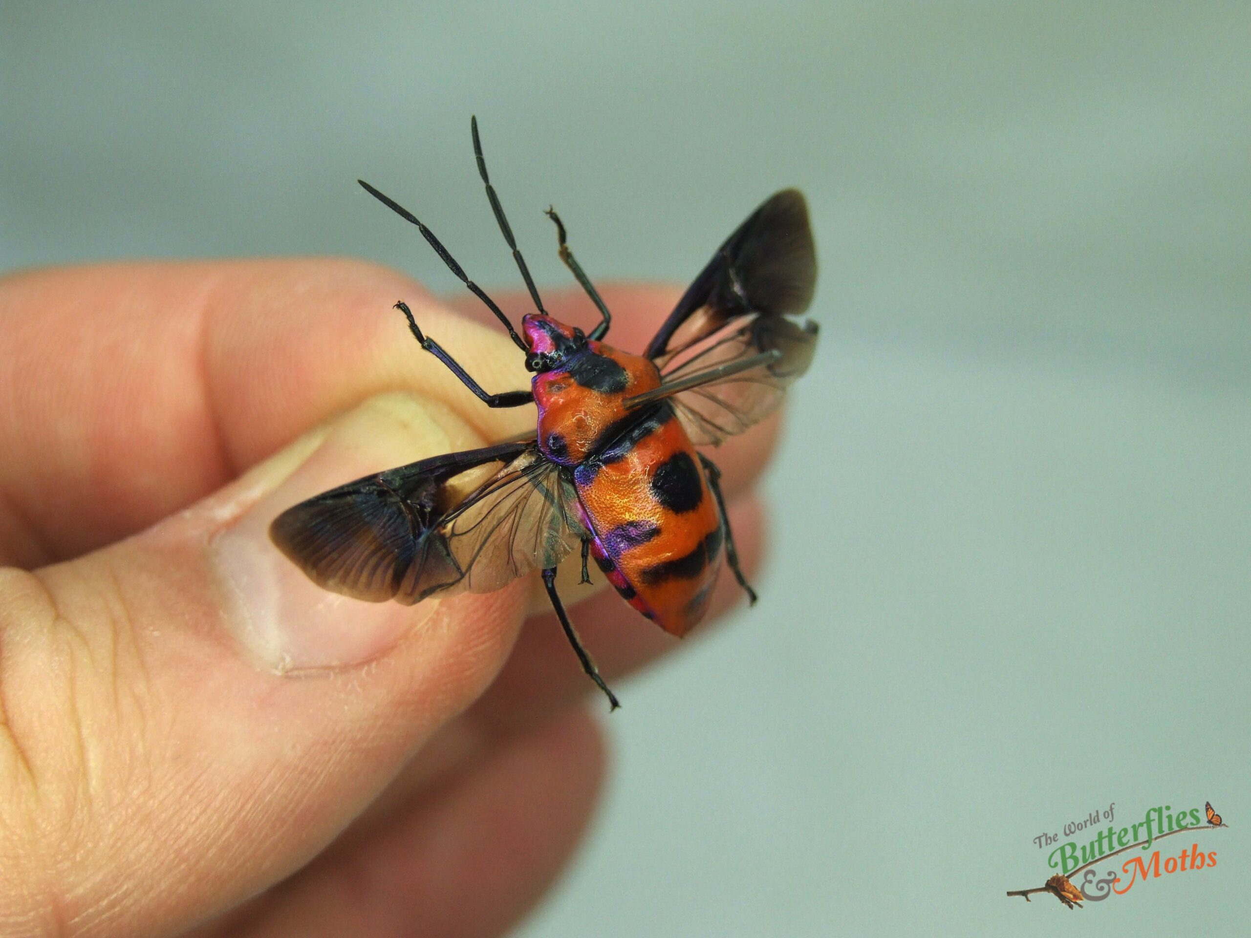Wholesale Eucorysses javanus Clown Faced Stink-Bug JAVA (Spread wings ...