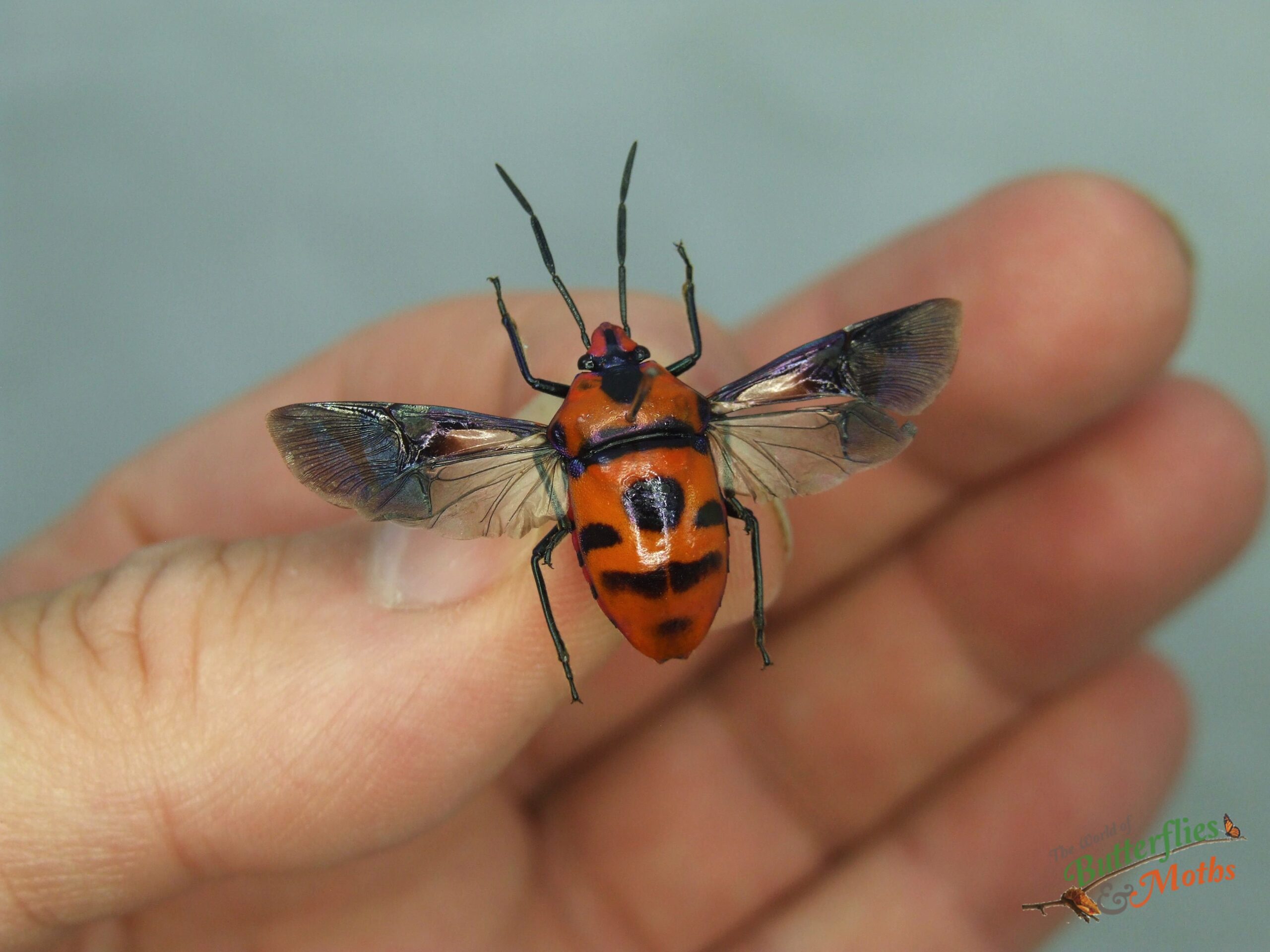 Wholesale Eucorysses javanus Clown Faced Stink-Bug JAVA (Spread wings ...
