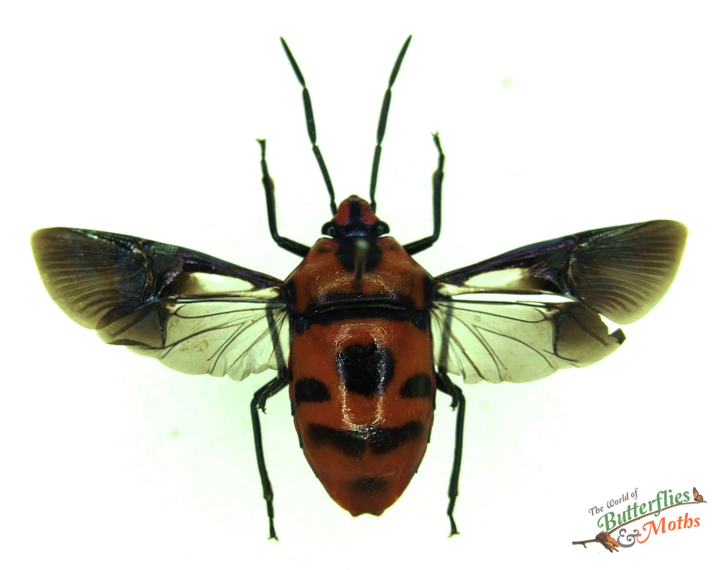 Wholesale Eucorysses javanus Clown Faced Stink-Bug JAVA (Spread wings ...