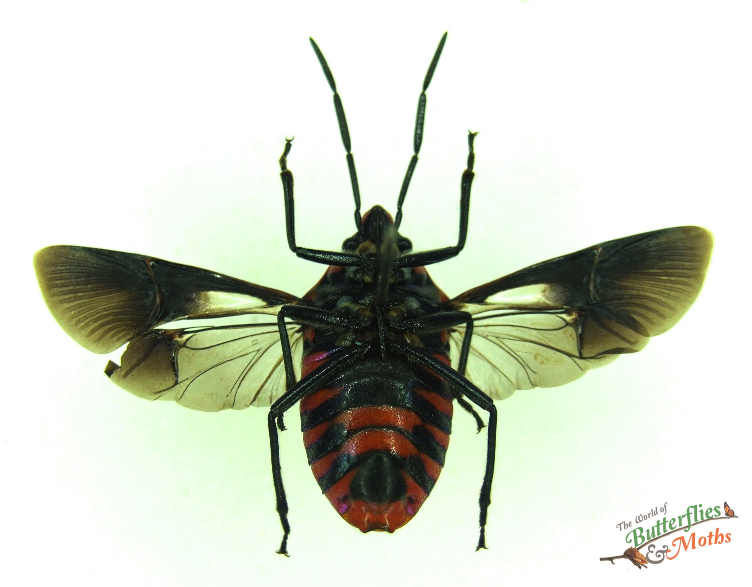 Wholesale Eucorysses javanus Clown Faced Stink-Bug JAVA (Spread wings ...