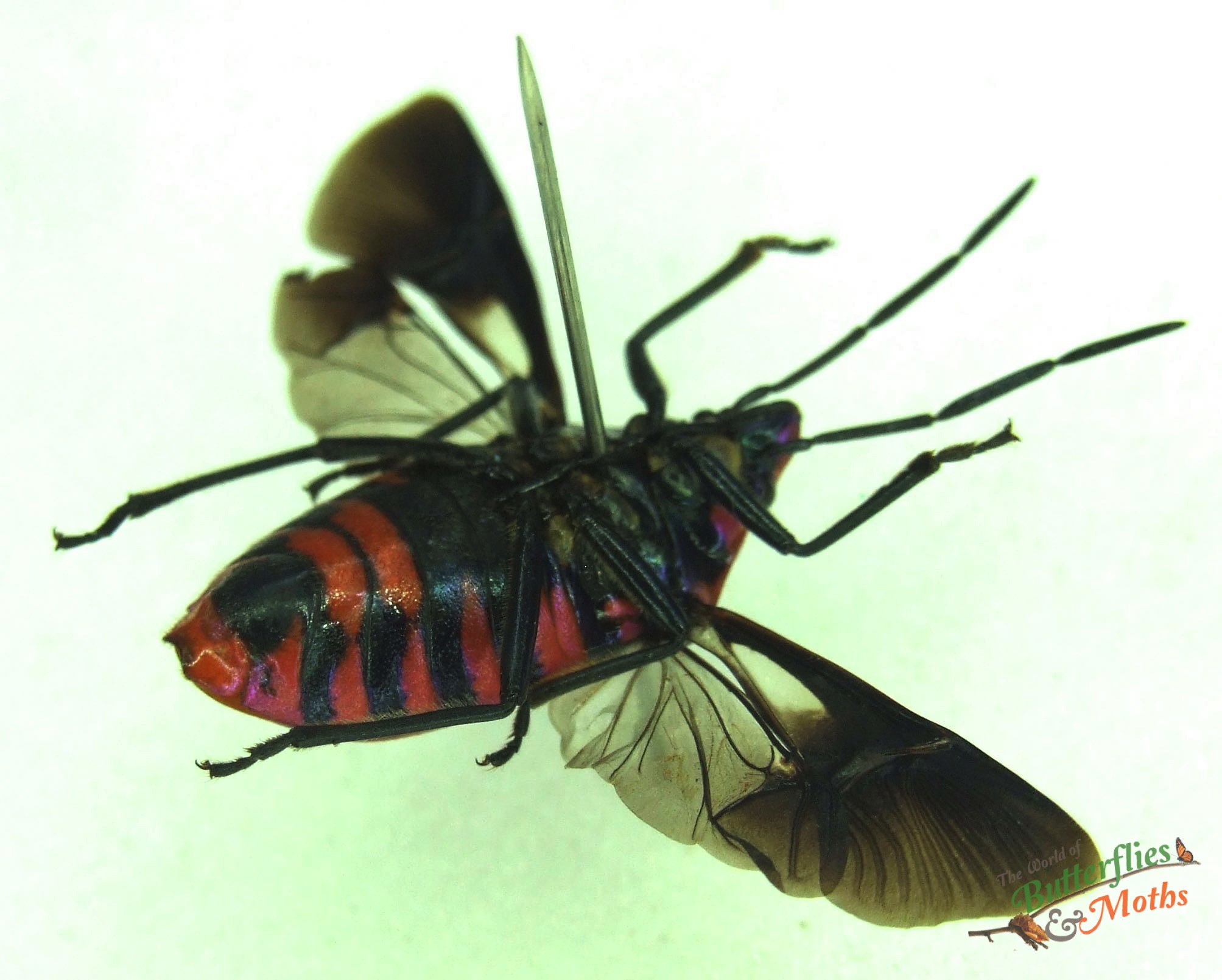 Wholesale Eucorysses javanus Clown Faced Stink-Bug JAVA (Spread wings ...