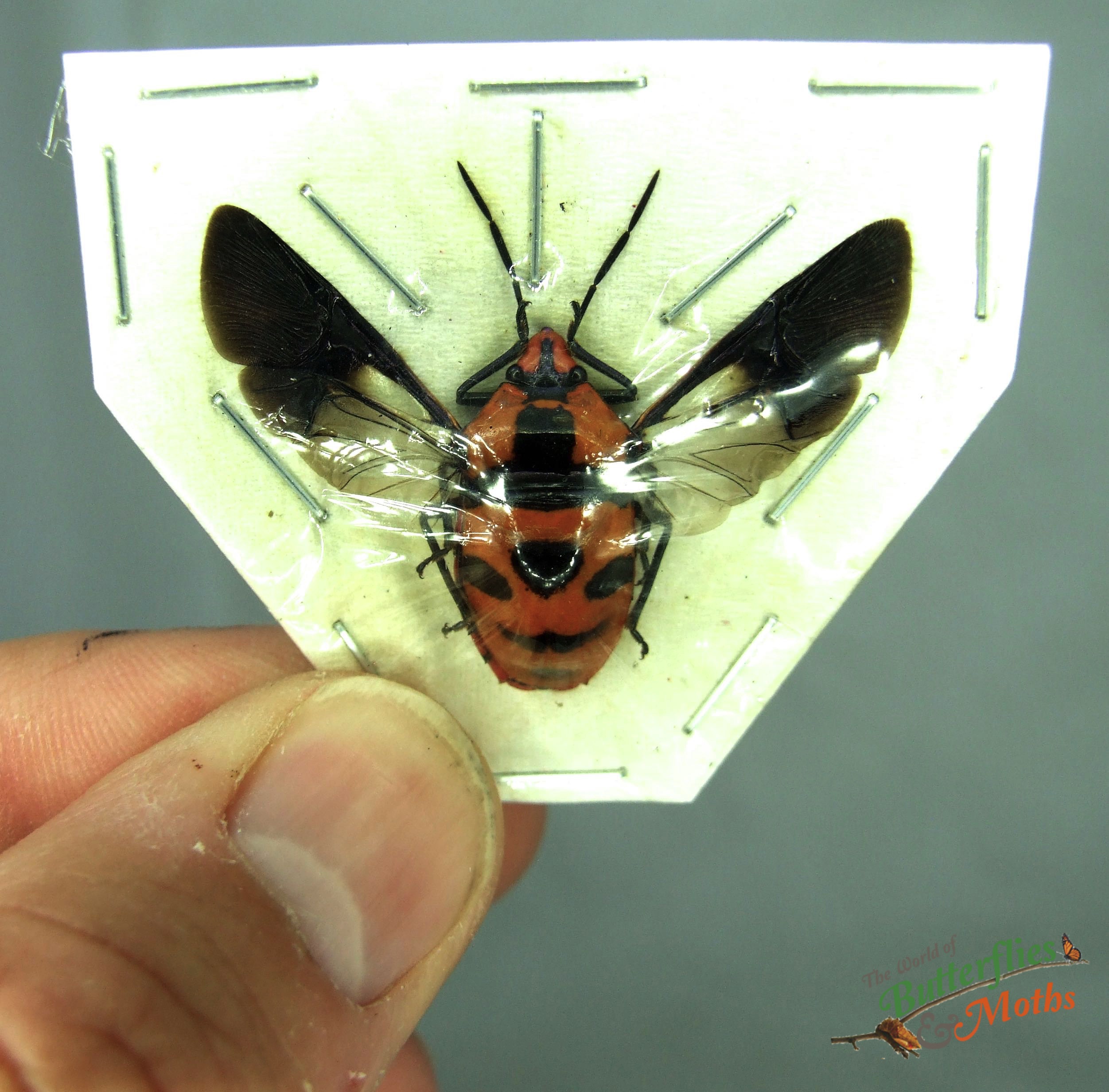 Eucorysses javanus Clown Faced Stink-Bug JAVA (Spread wings) - World of ...