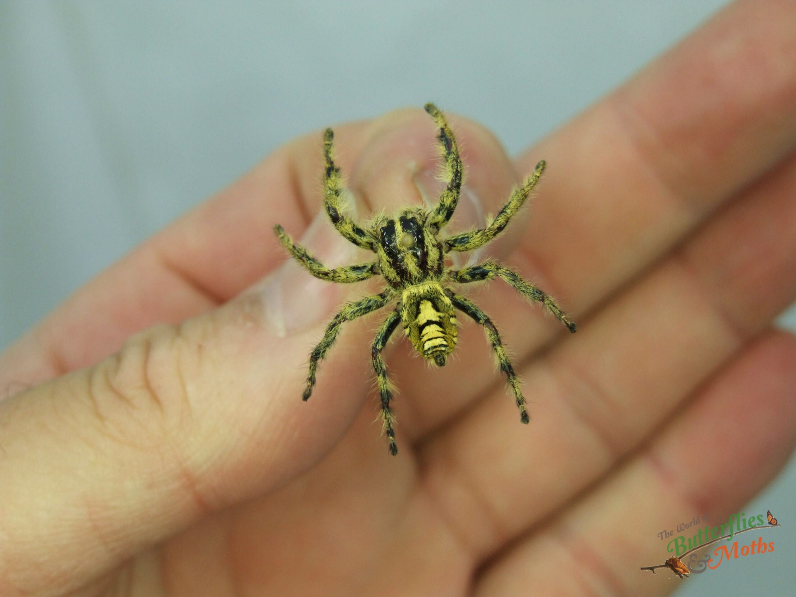 Jumping Spider Salticidae JAVA - World of Butterflies and Moths
