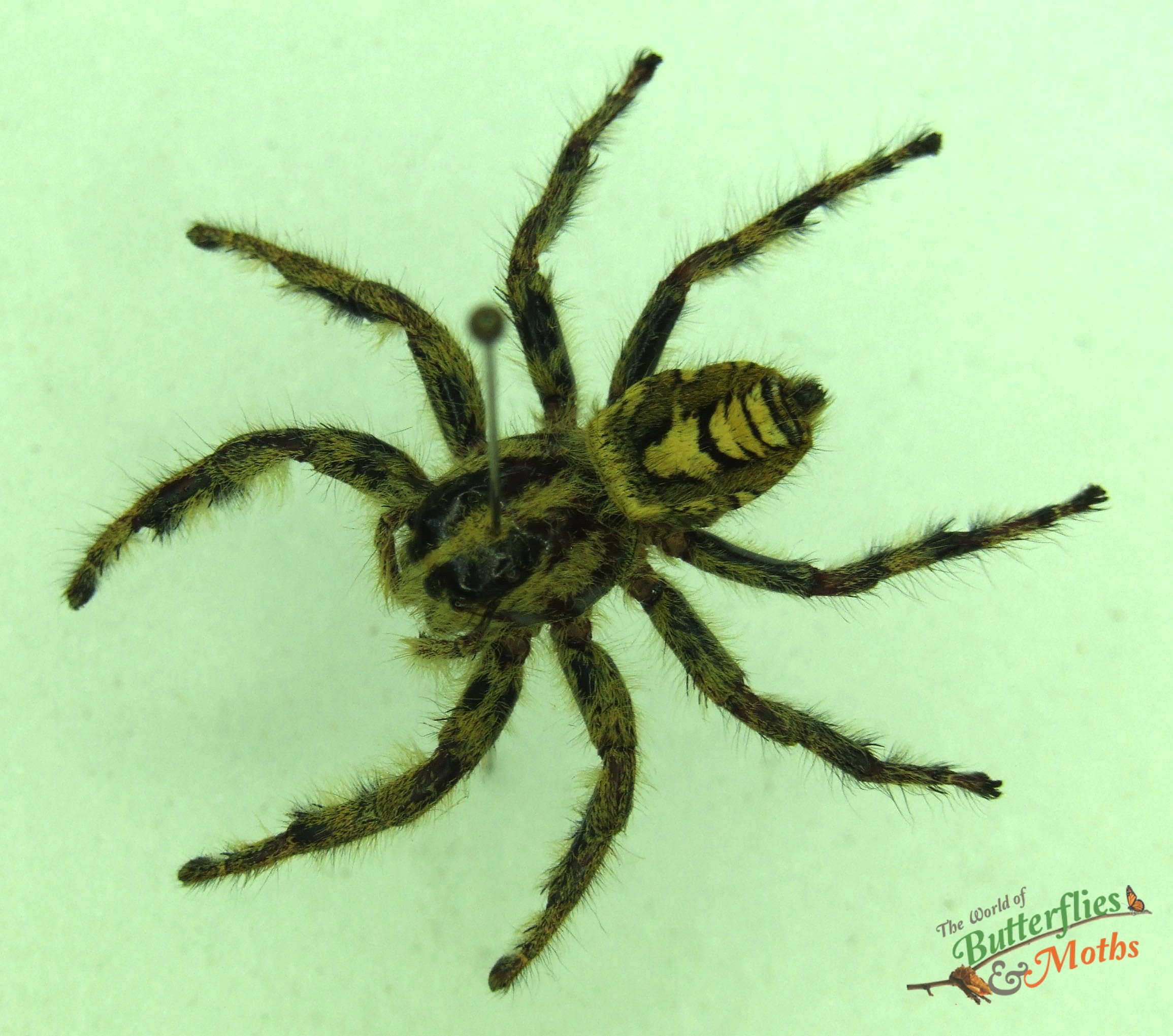 Jumping Spider Salticidae JAVA - World of Butterflies and Moths