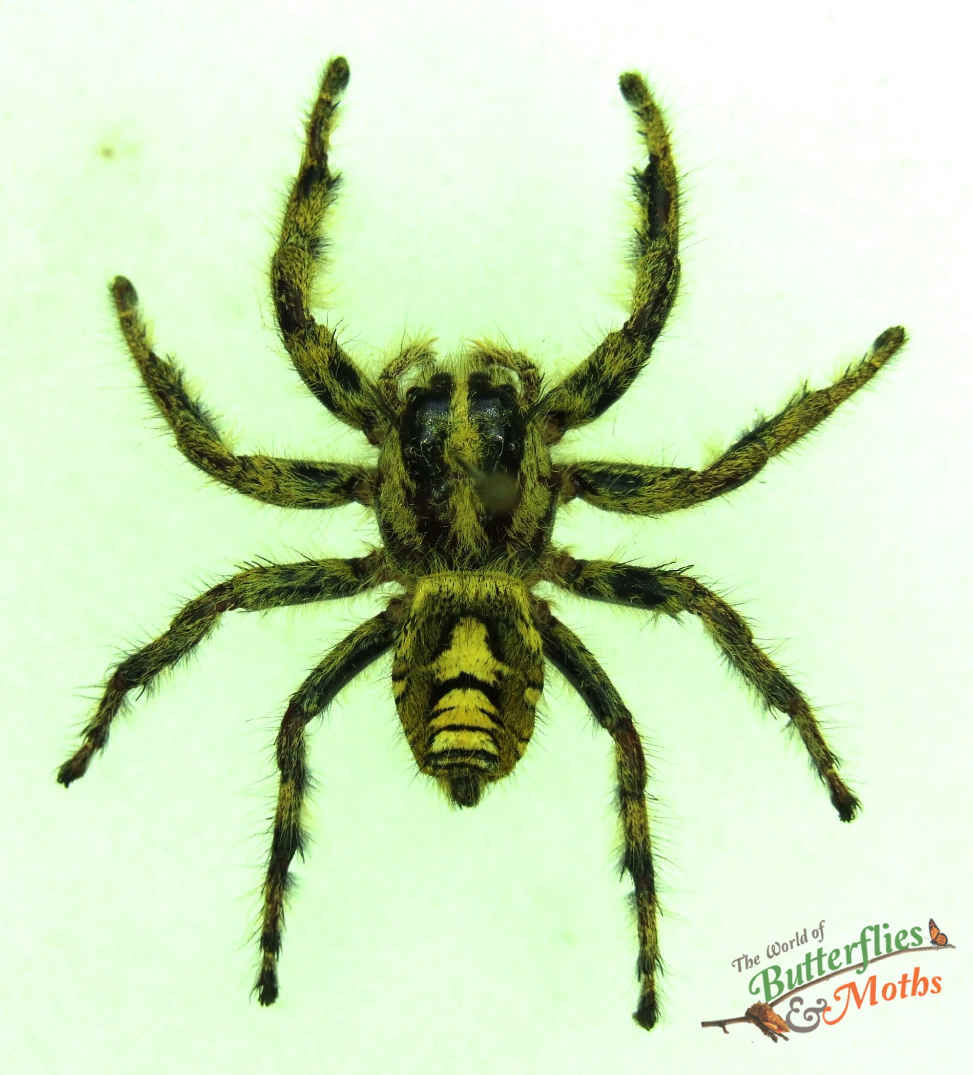 Jumping Spider Salticidae JAVA - World of Butterflies and Moths