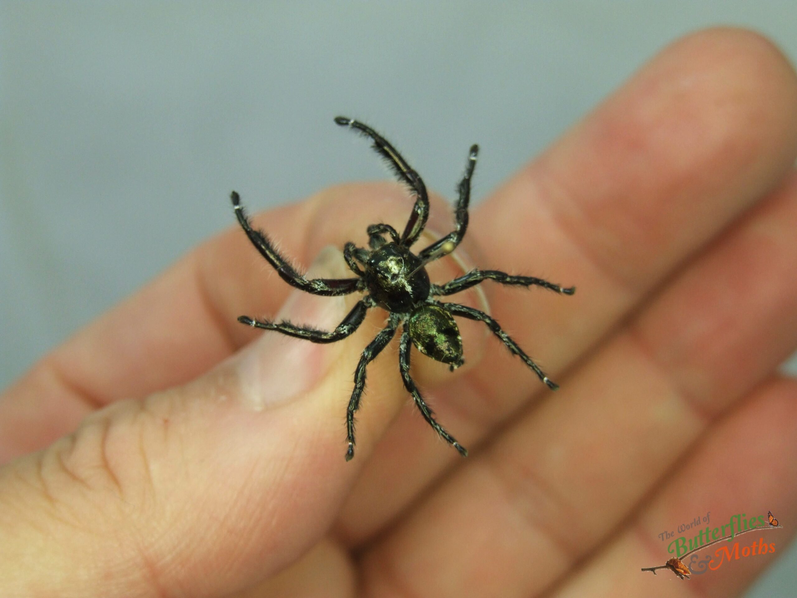 Jumping Spider Salticidae JAVA - World of Butterflies and Moths