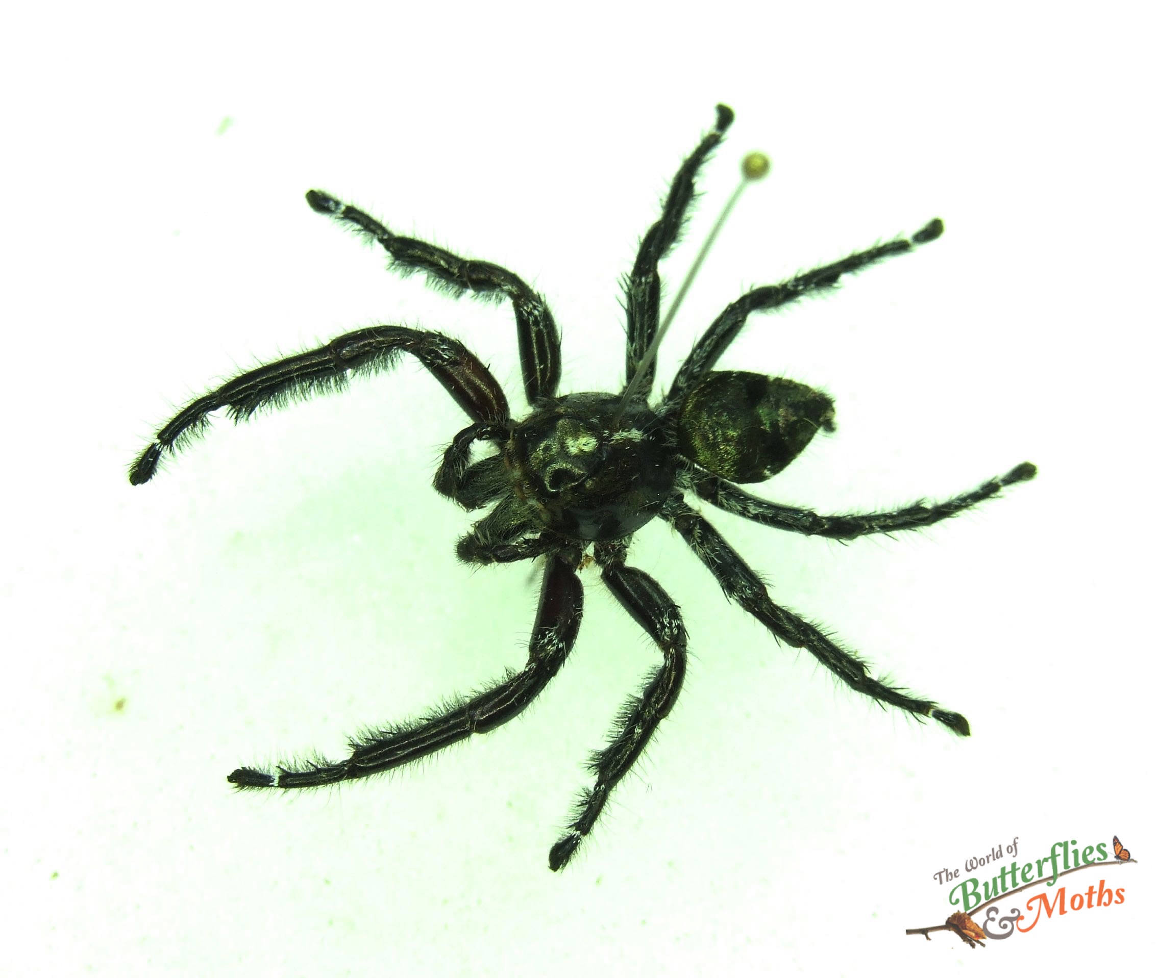 Jumping Spider Salticidae JAVA - World of Butterflies and Moths