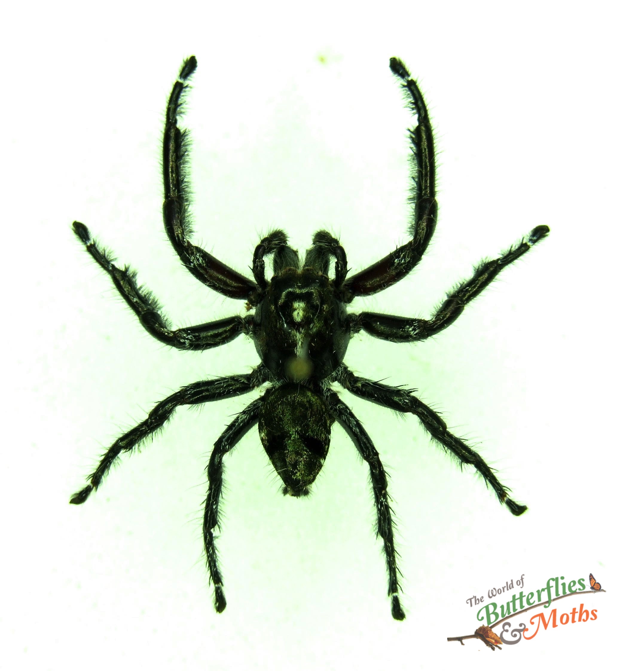 Jumping Spider Salticidae JAVA - World of Butterflies and Moths