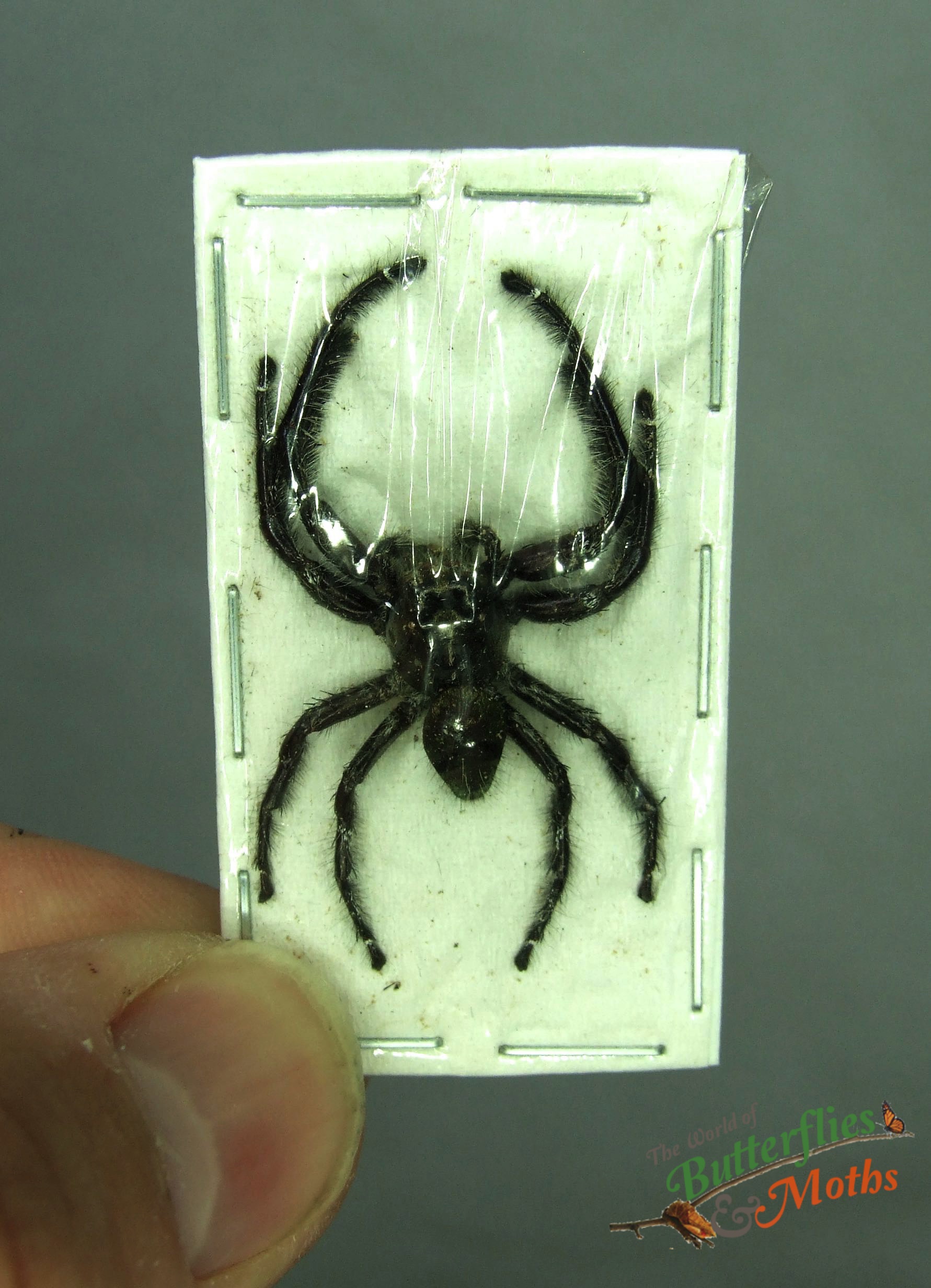 Jumping Spider Salticidae JAVA - World of Butterflies and Moths