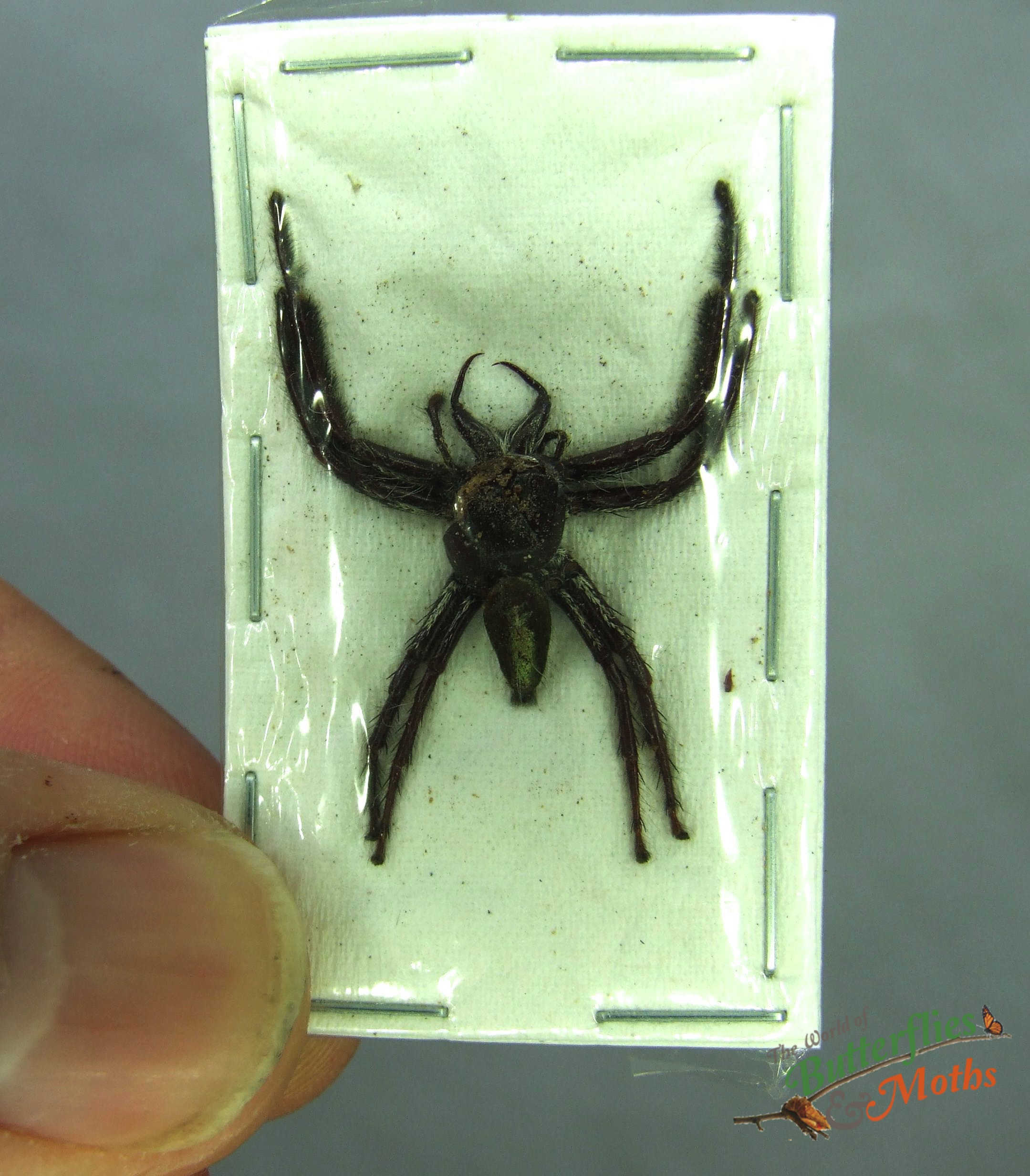 Jumping Spider Salticidae JAVA - World of Butterflies and Moths