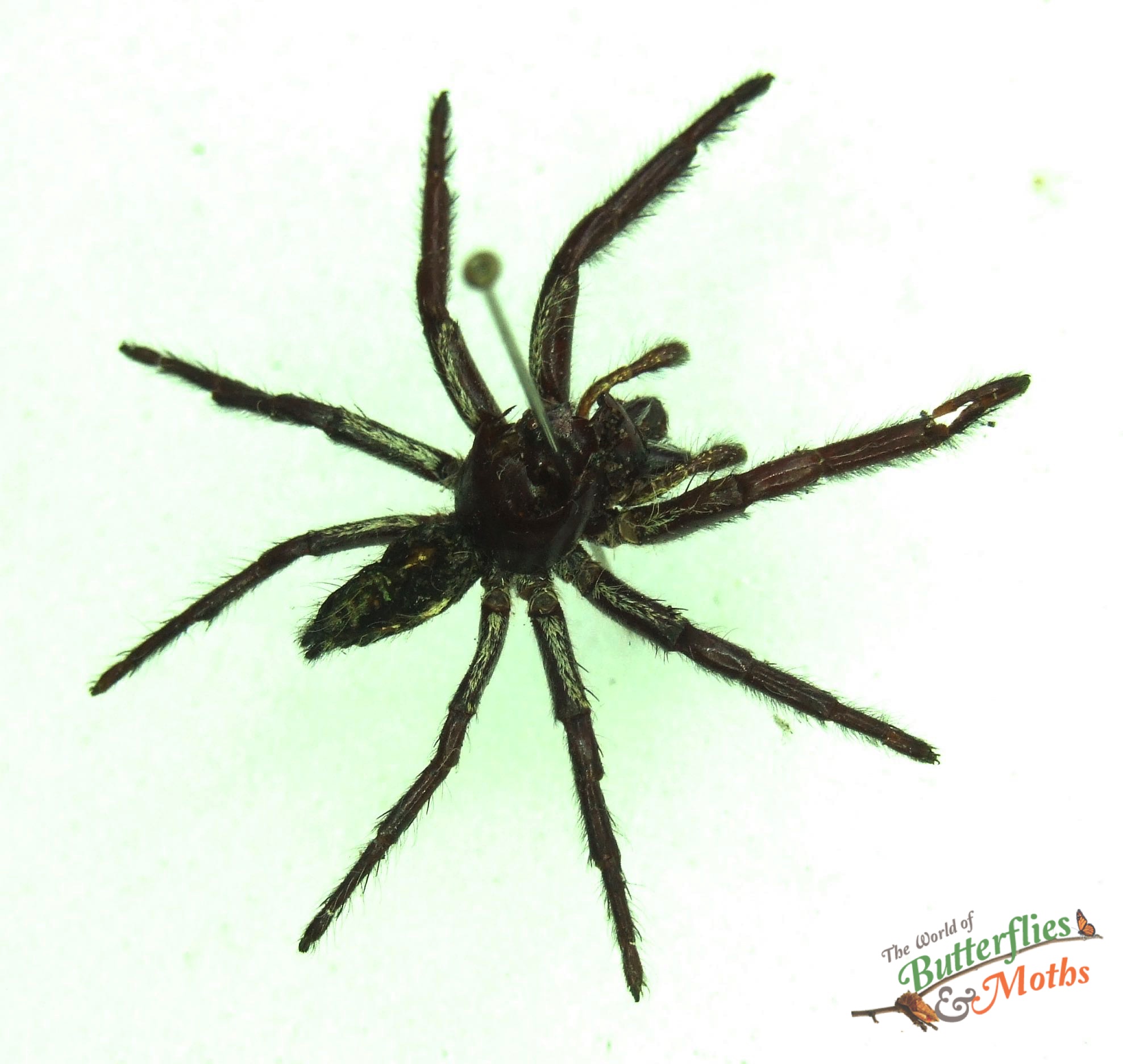 Jumping Spider Salticidae JAVA - World of Butterflies and Moths