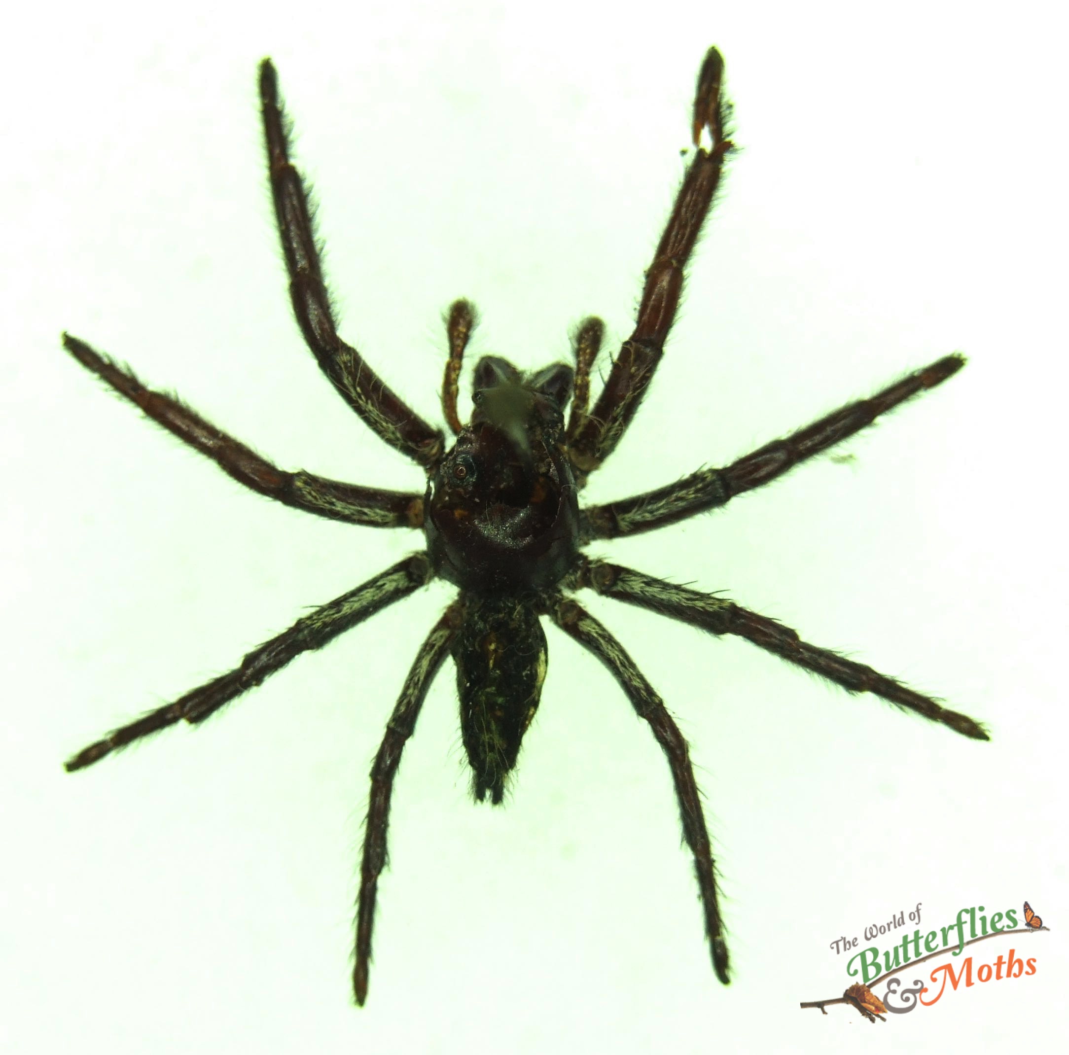 Jumping Spider Salticidae JAVA - World of Butterflies and Moths